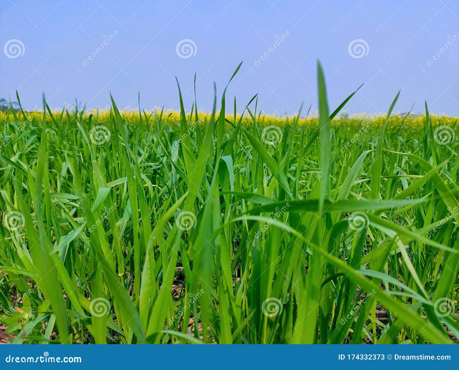 Rice tree stock image. Image of tree, green, rice, field - 174332373
