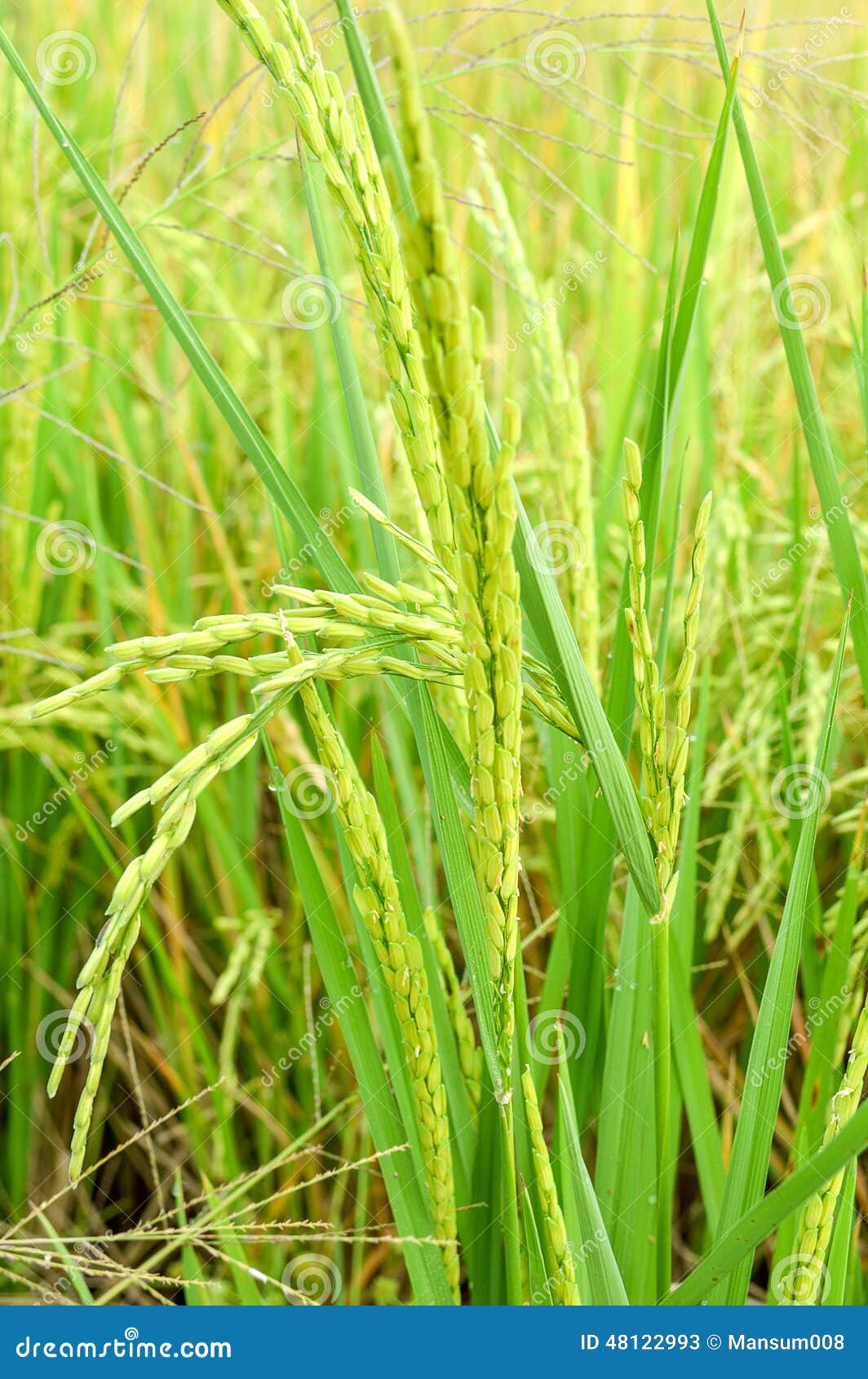 Rice tree stock image. Image of leaf, field, green, tree - 48122993