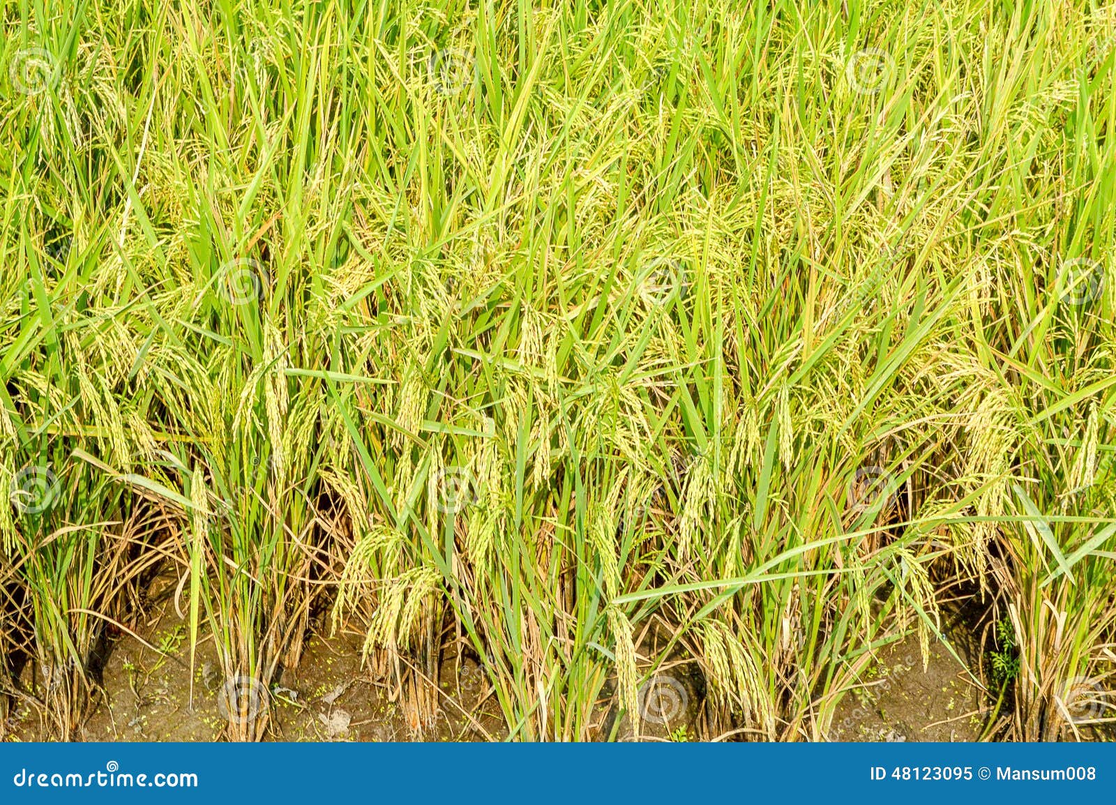 Rice tree stock image. Image of green, rural, harvest - 48123095