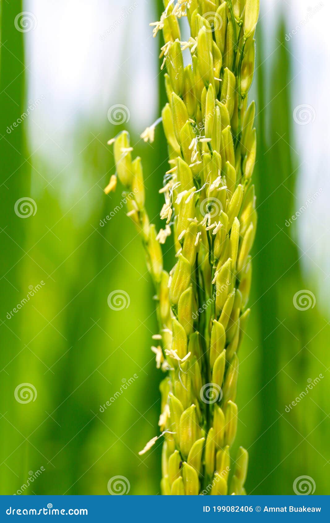 Rice Tree Royalty-Free Stock Photo | CartoonDealer.com #48052479
