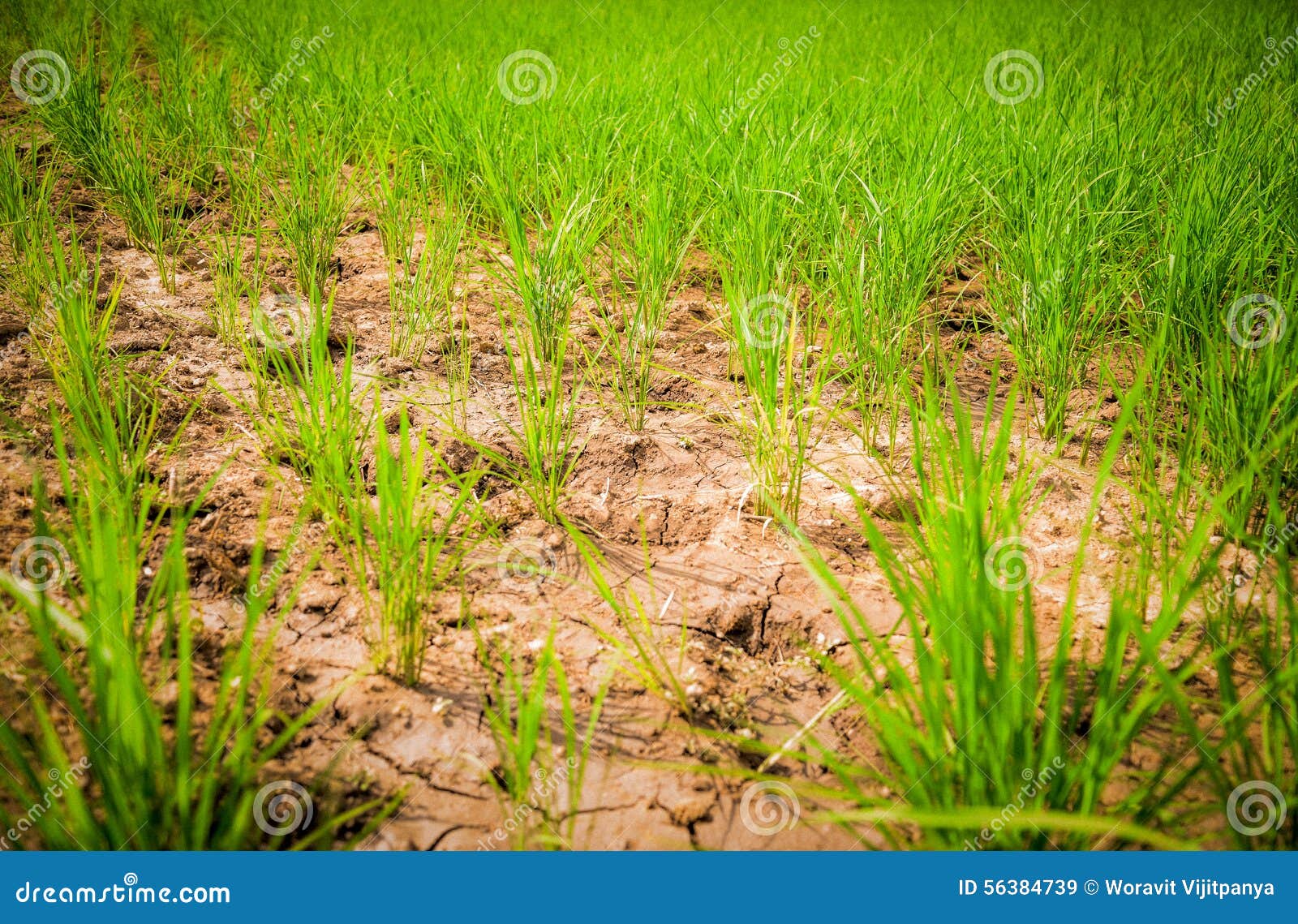 Rice tree stock image. Image of early, landscape, asia - 56384739
