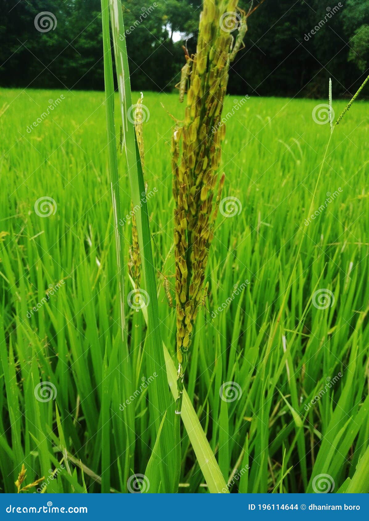 Rice, Tree, Green Rice Tree Stock Photo - Image of herb, plant: 196114644