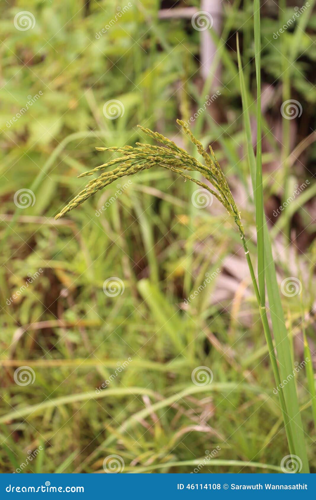 Rice tree stock photo. Image of labor, crop, healthy - 46114108
