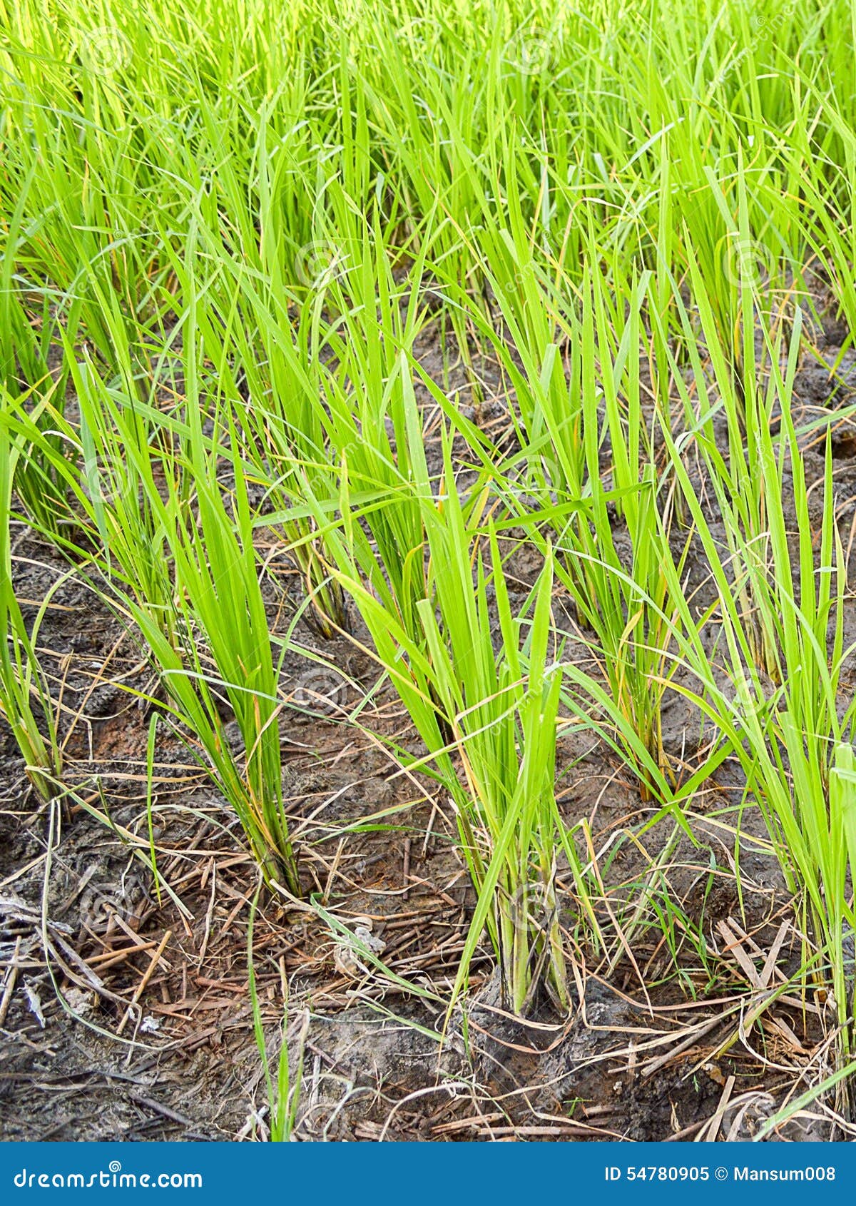 Rice tree stock image. Image of rice, sprout, green, tree - 54780905