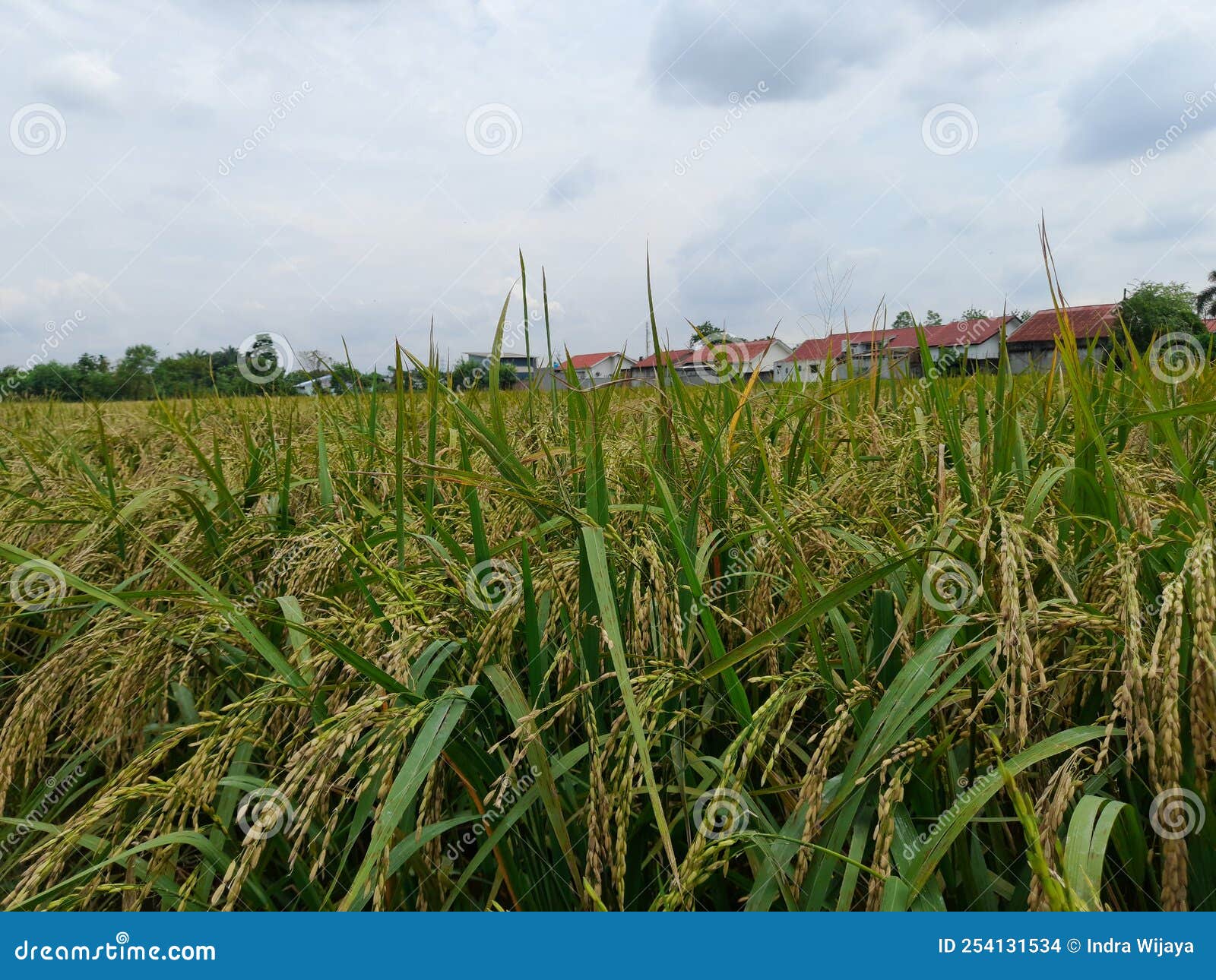 This Rice Tree Has Started To Turn Yellow, Indicating that it is Ready ...