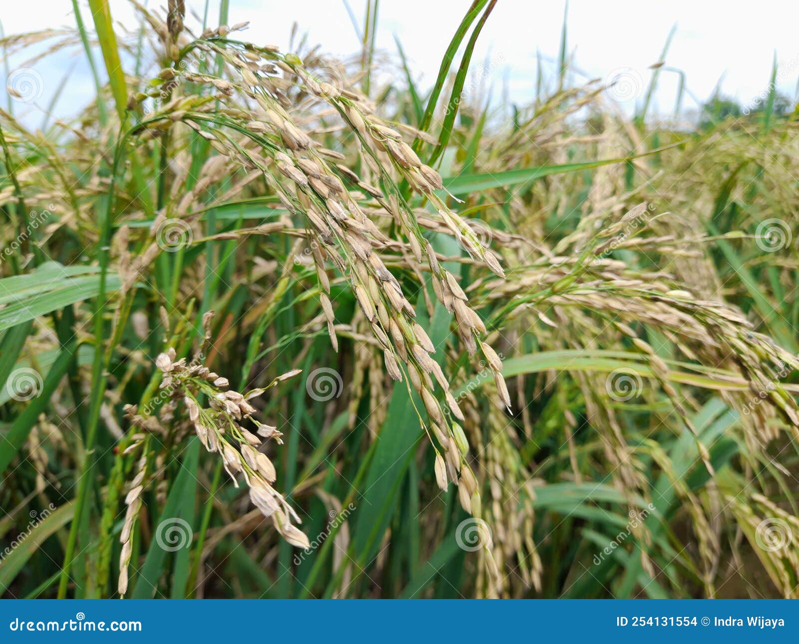 This Rice Tree Has Started To Turn Yellow, Indicating that it is Ready ...