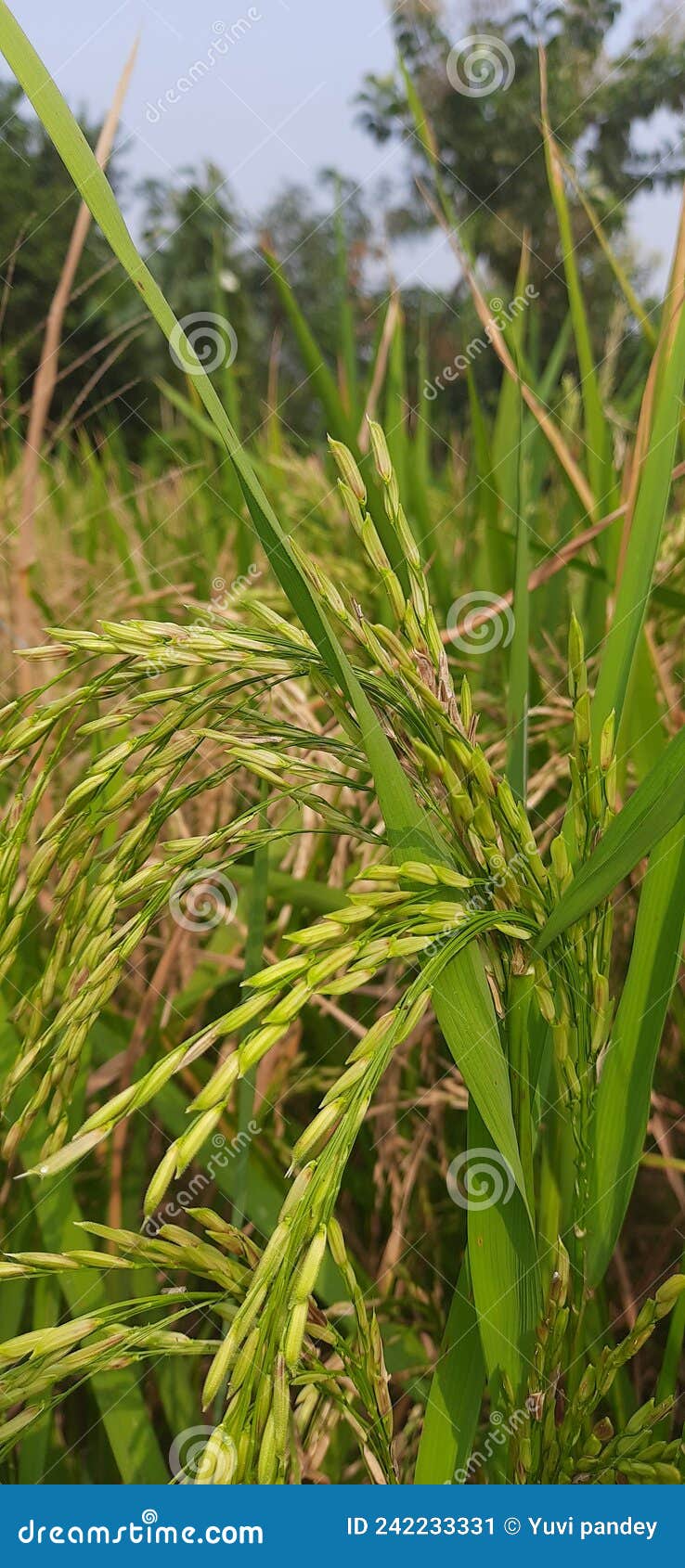 Rice tree most beautiful stock image. Image of produce - 242233331