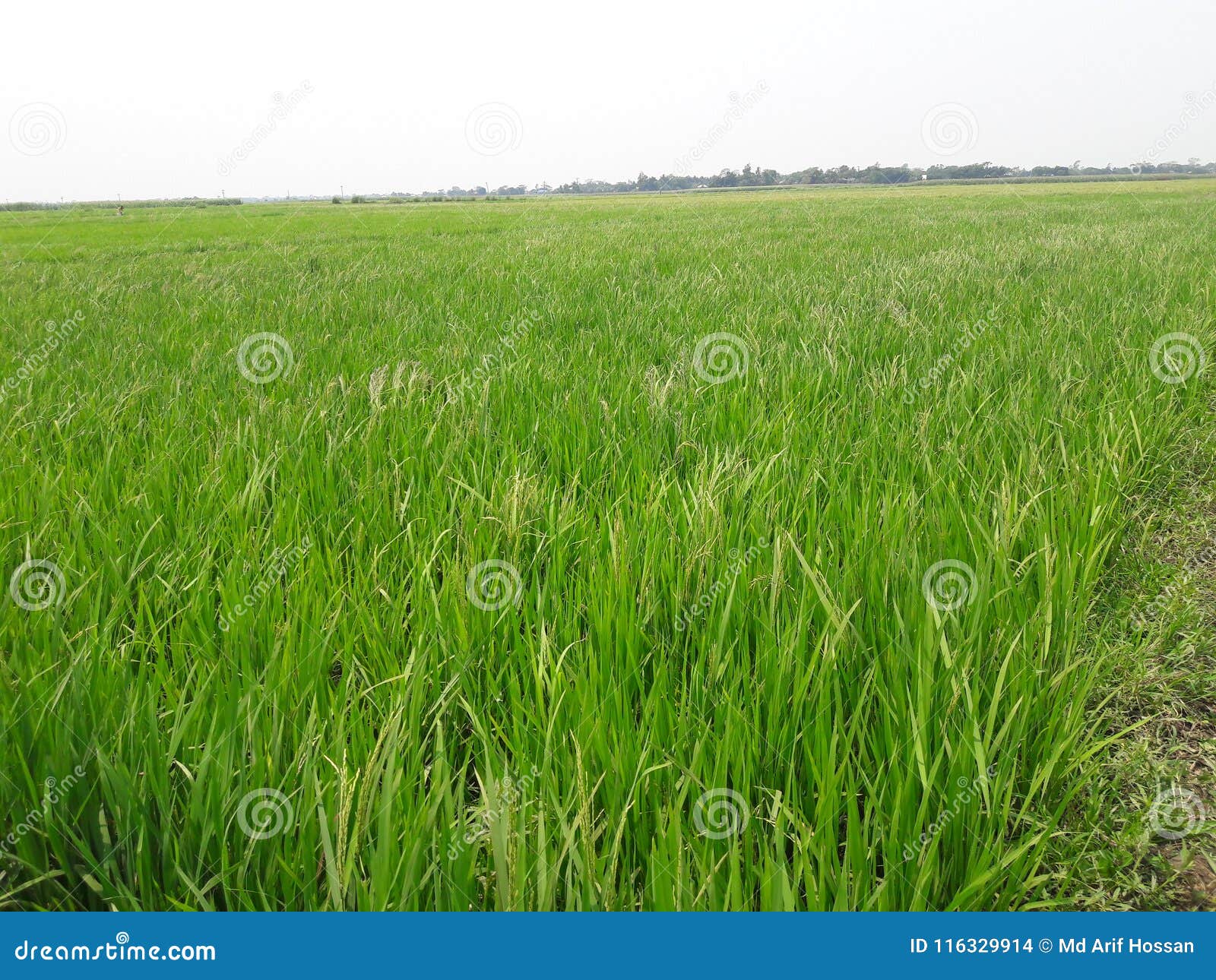 Rice tree stock photo. Image of bangla, rice, tree, grameen - 116329914