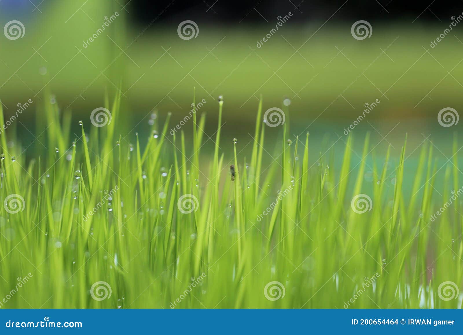 The Rice Tree is Still Small Stock Photo - Image of lawn, sunlight ...