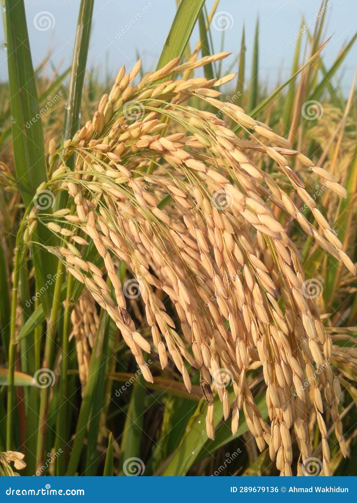 Rice tree stock photo. Image of green, grassland, nice - 289679136