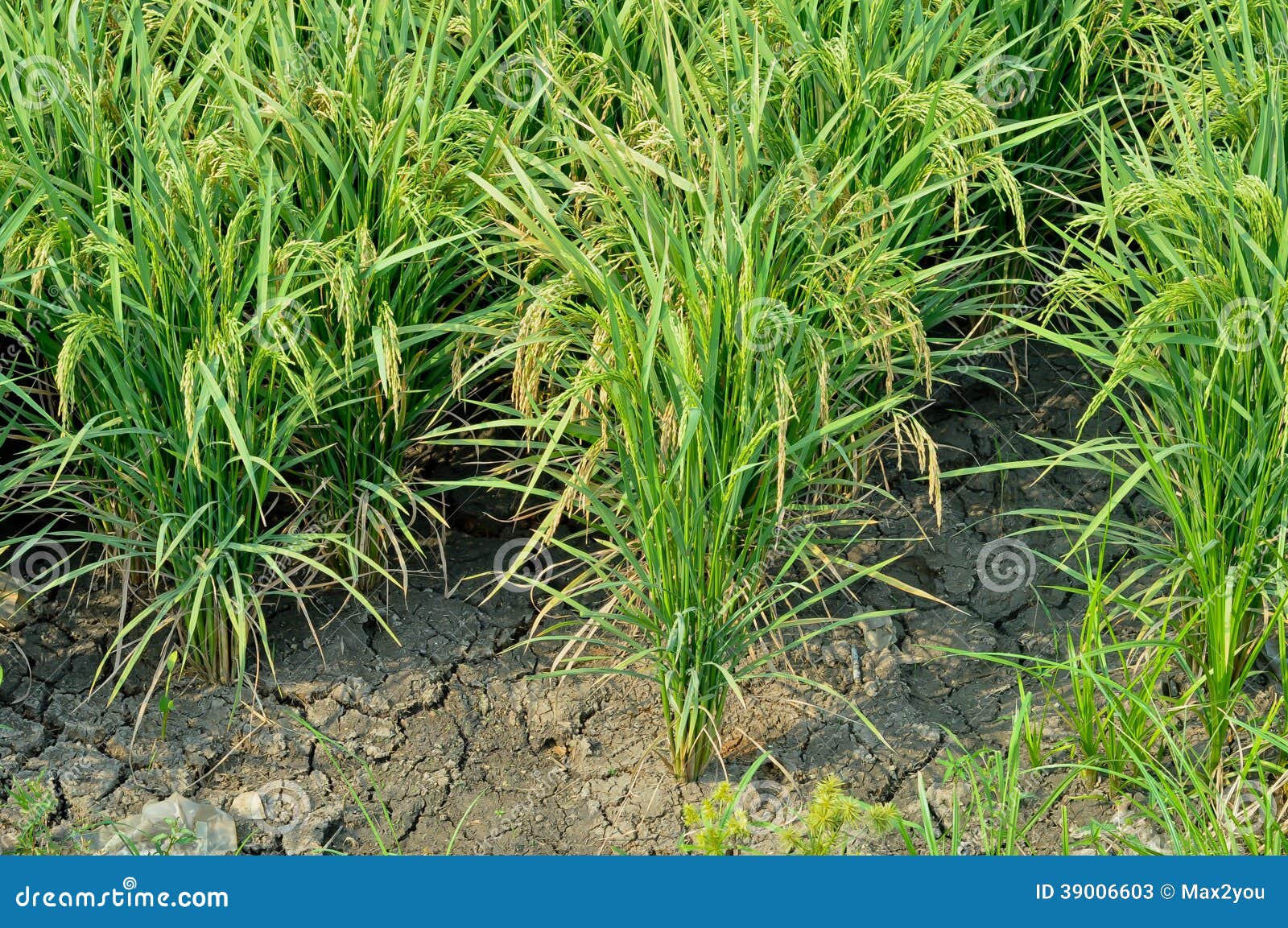 Rice trees in farm stock image. Image of macro, field - 39006603