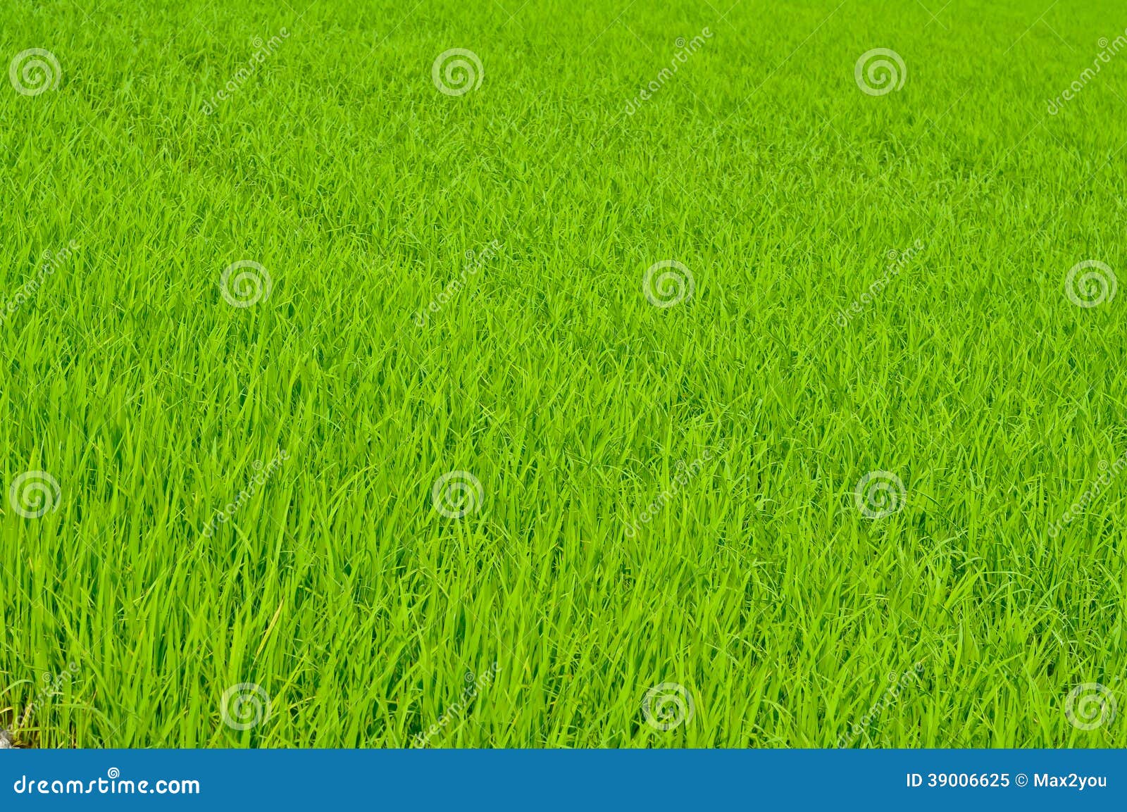Rice trees in farm stock image. Image of foliage, paddy - 39006625
