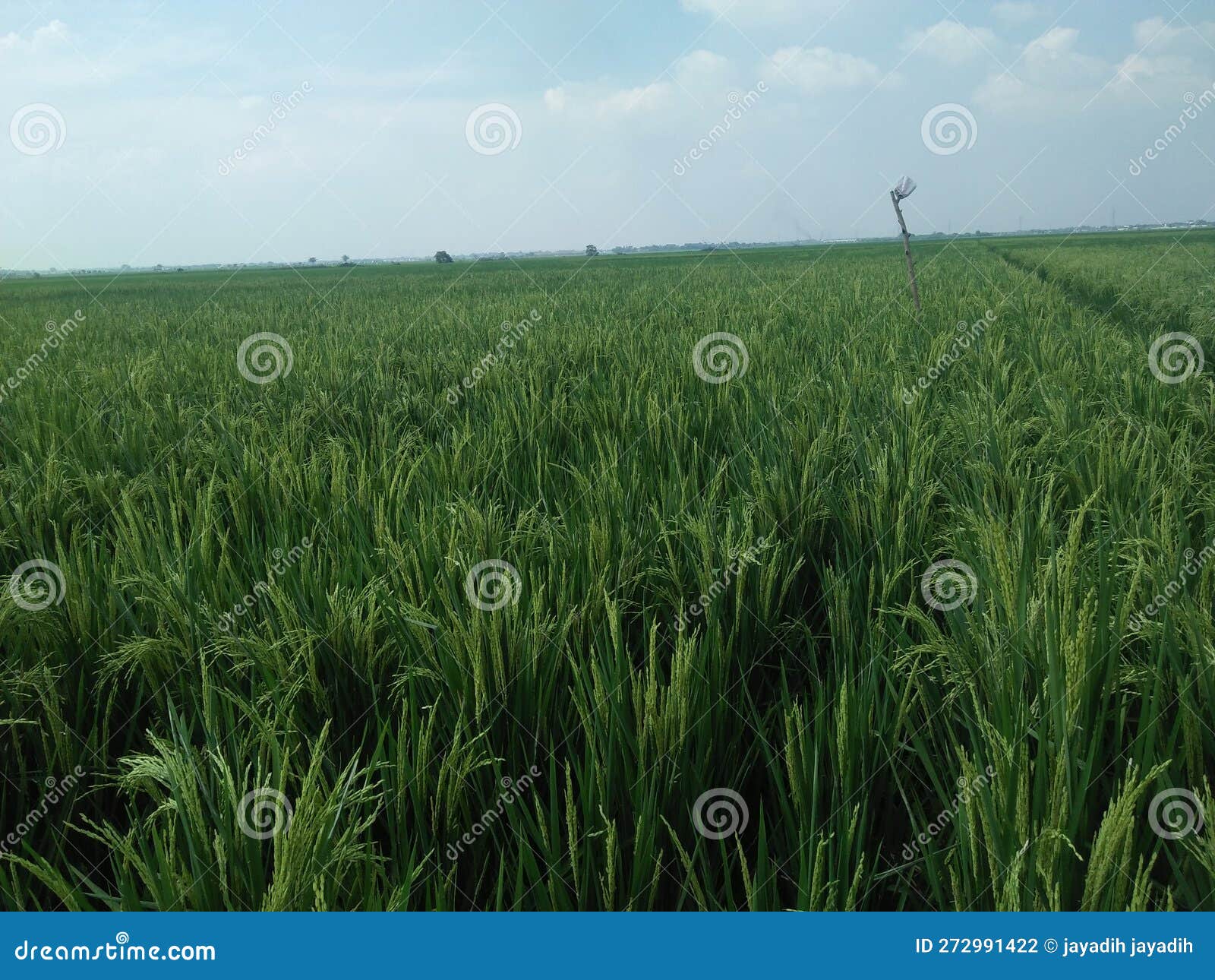 Rice trees in the fields stock photo. Image of fields - 272991422
