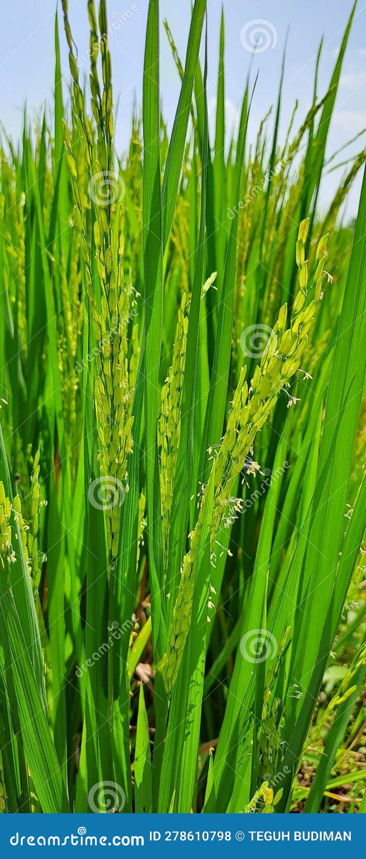 Rice Trees that are Filled and Ready To Harvest Stock Photo - Image of ...