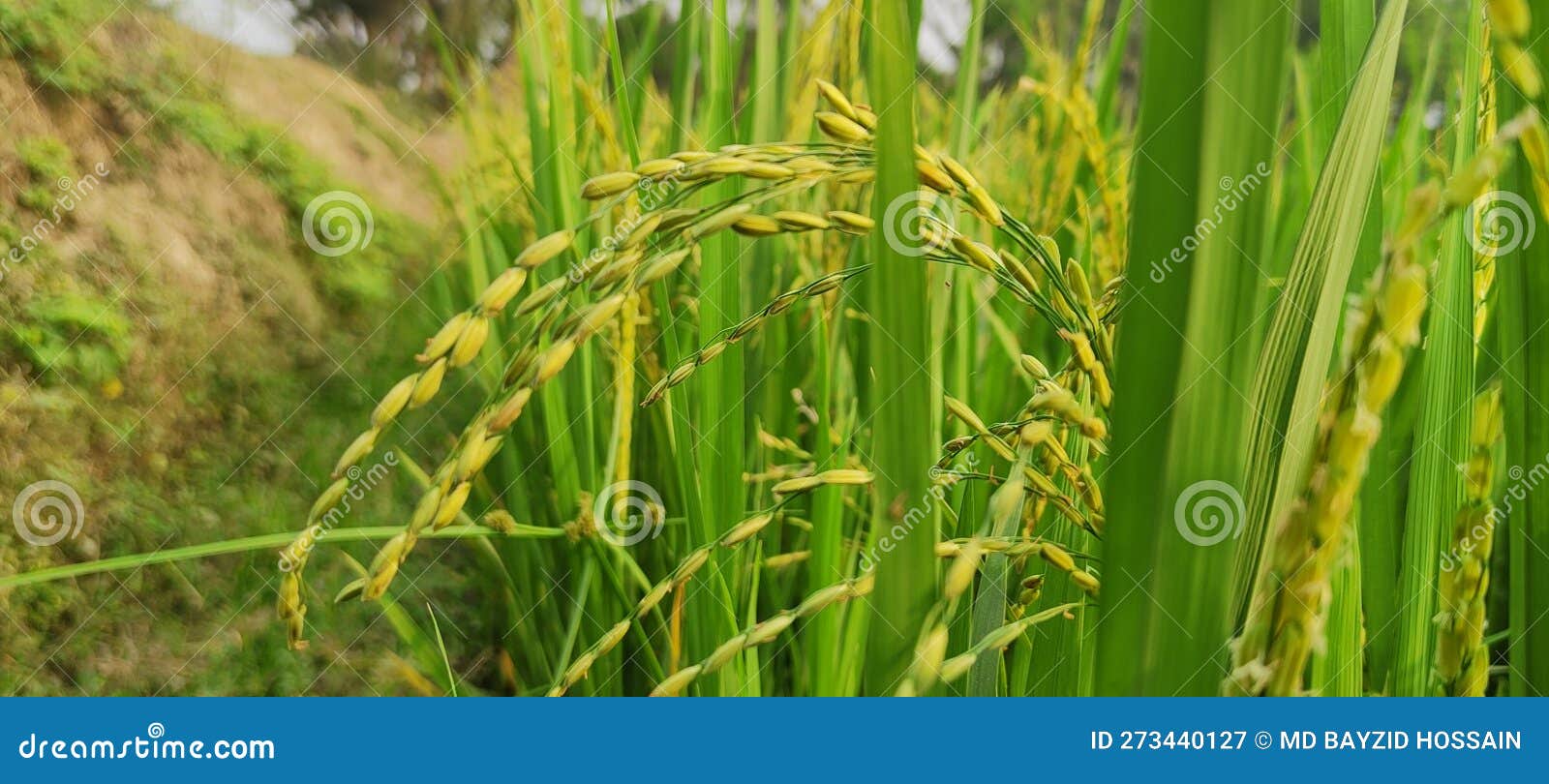 Rice Trees Plants and Agricalture Stock Image - Image of grassland ...