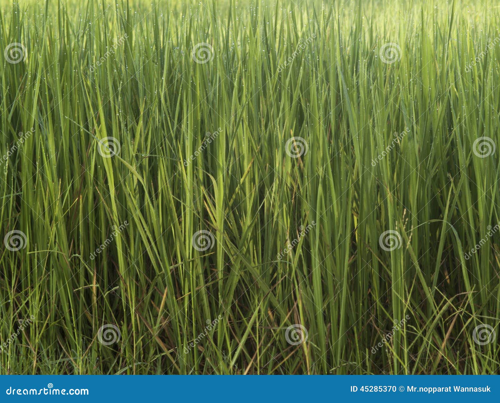 Rice Trees stock photo. Image of views, home, sunrise - 45285370