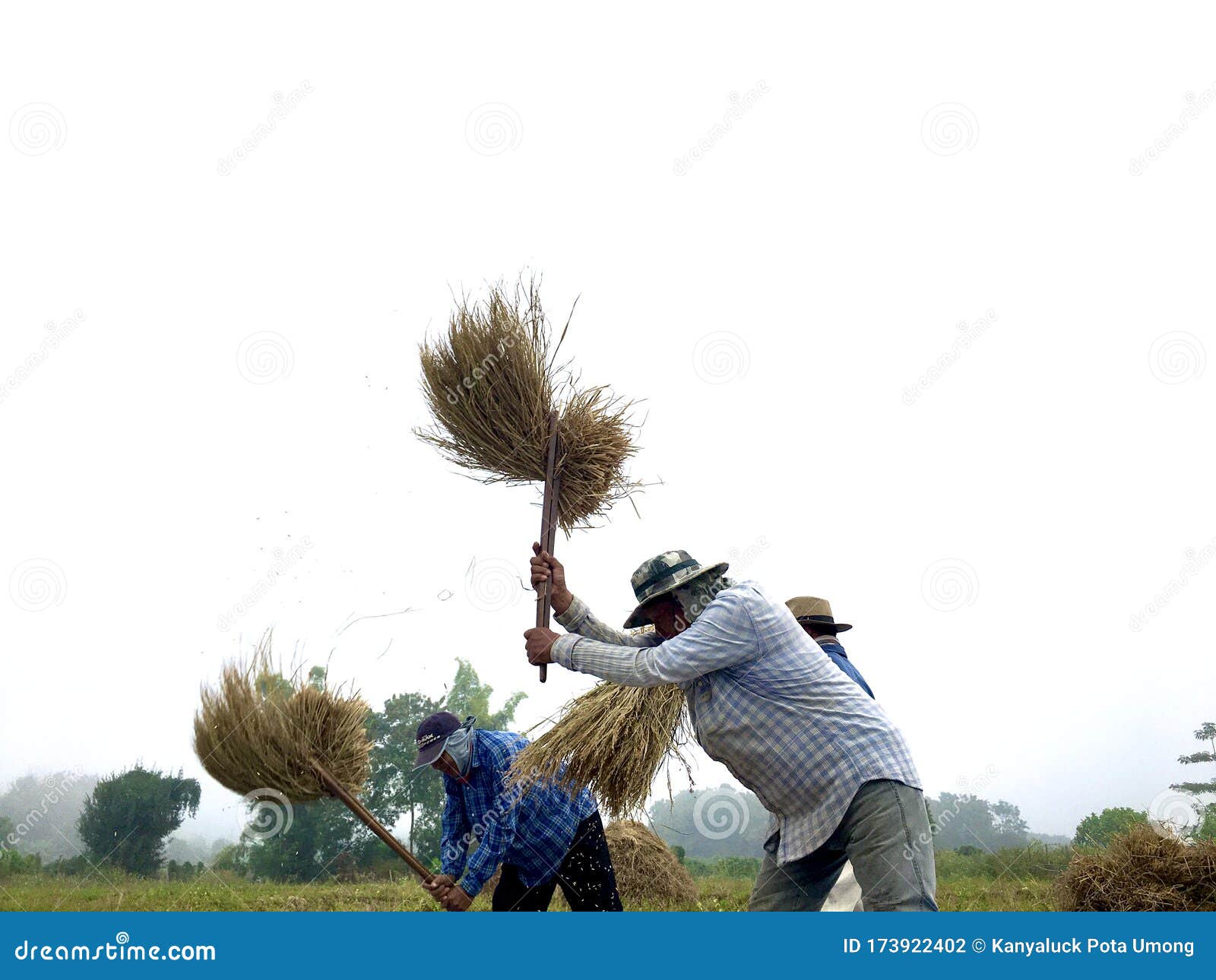 Rice Using Ancient Methods that are Hard To Find Editorial Photography ...