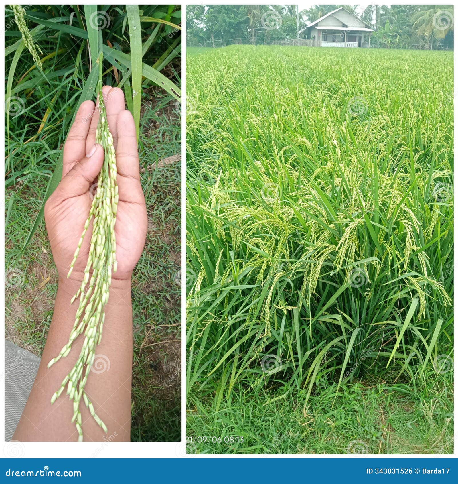 Rice Varieties,wheat,brown Rice, Stock Image | CartoonDealer.com #31370965