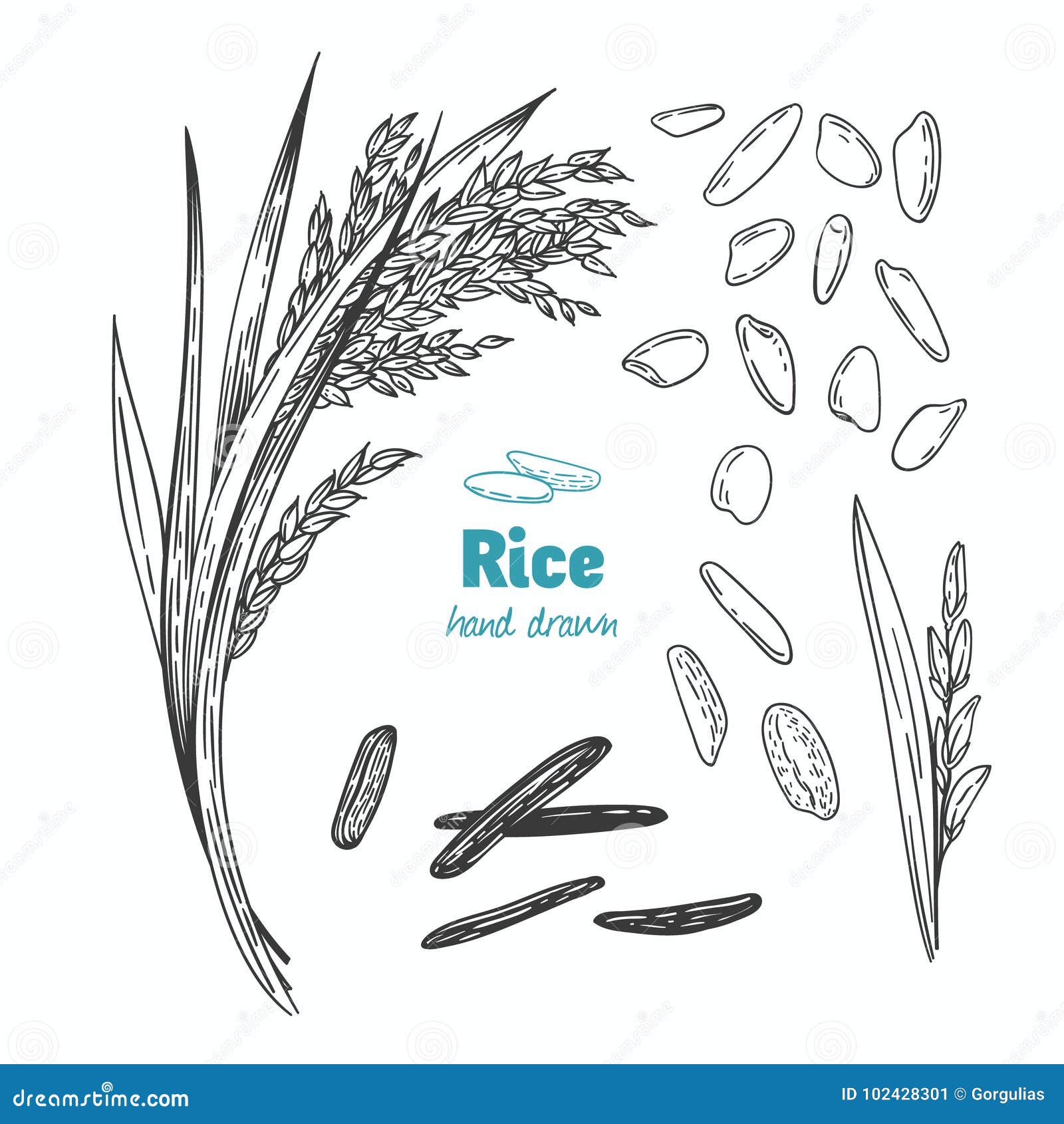 Rice Vector Hand Drawn Illustration Stock Vector - Illustration of ...