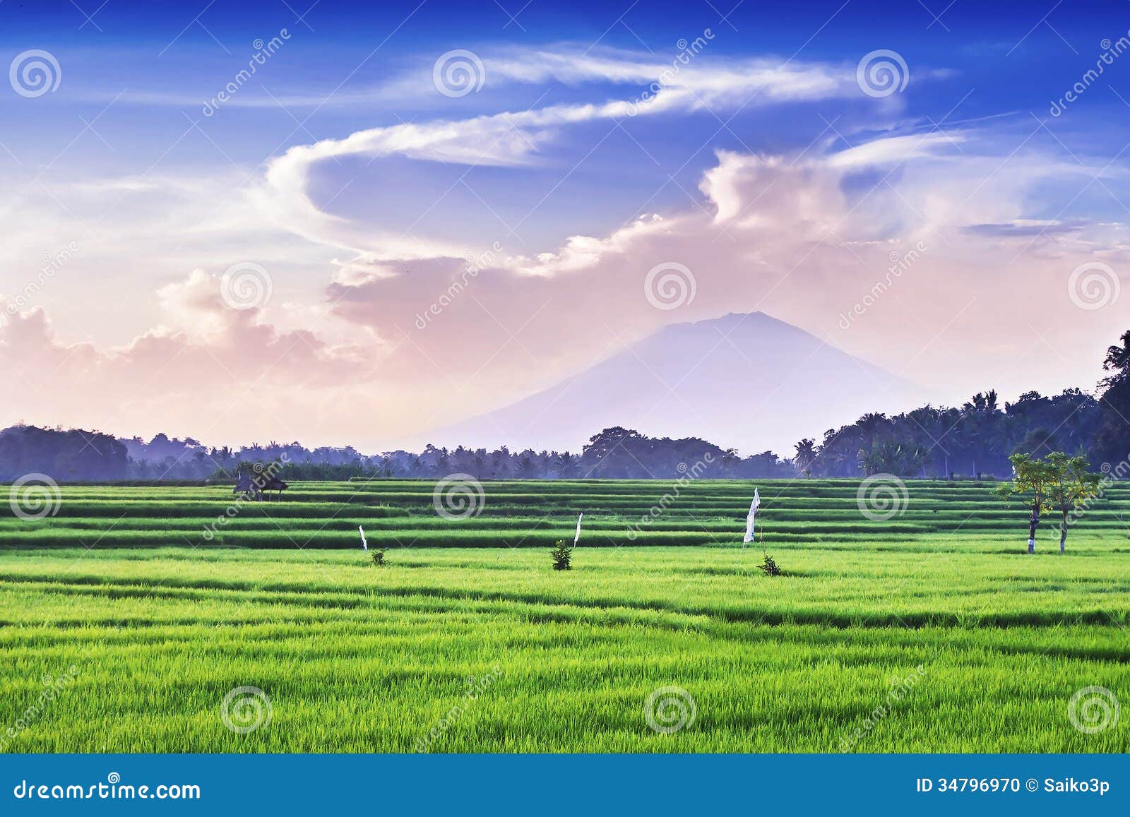 Rice and volcano stock photo. Image of outdoors, island - 34796970