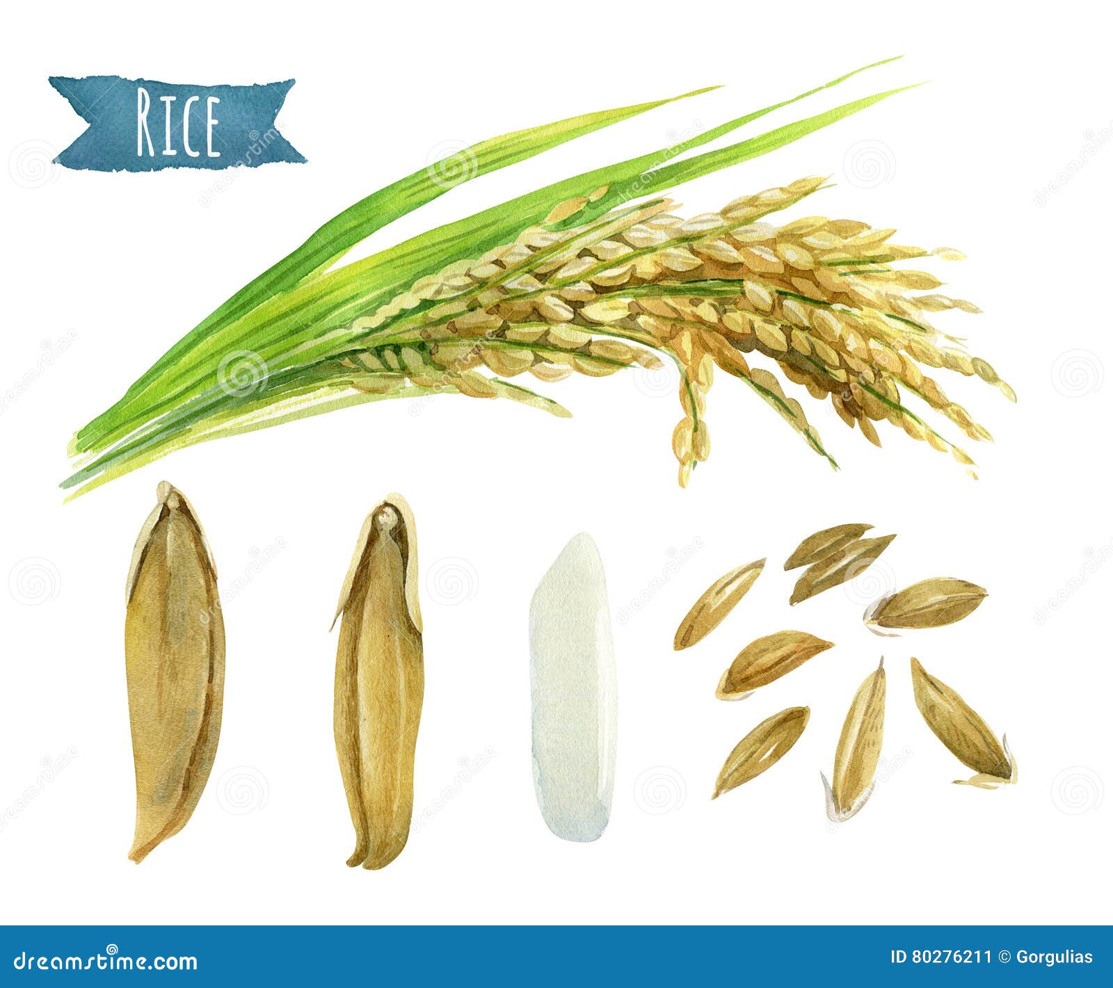 Rice Watercolor Illustration | CartoonDealer.com #80275582