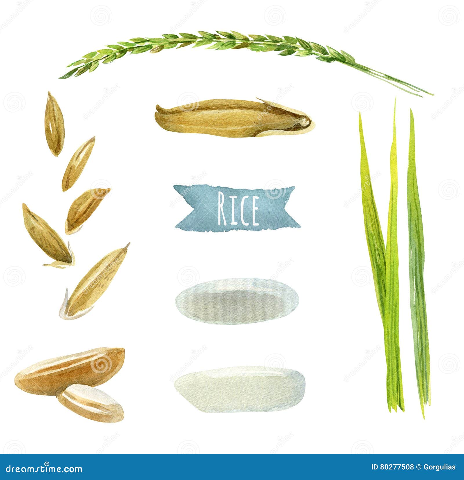 Rice Watercolor Illustration | CartoonDealer.com #80275582