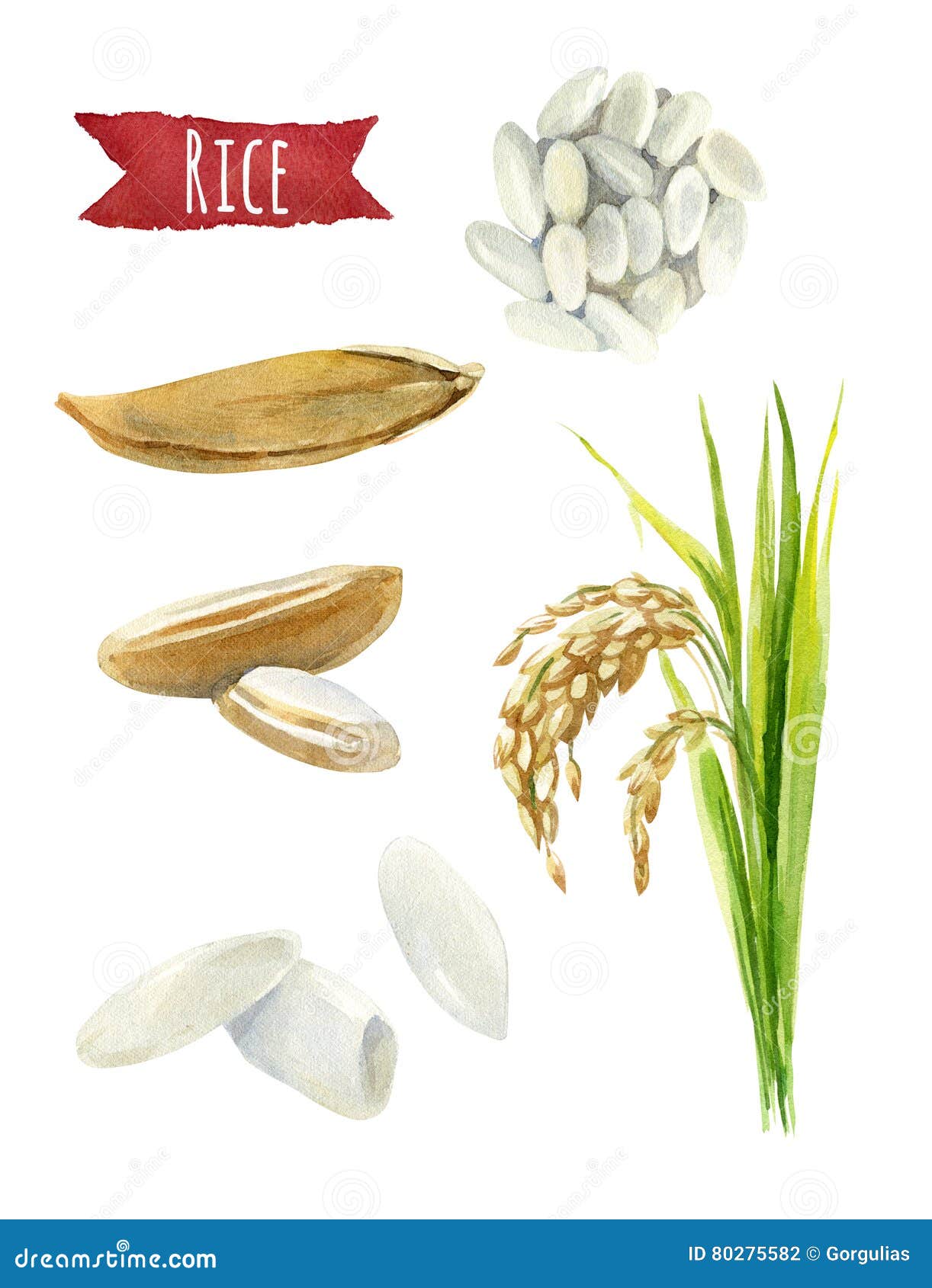 Rice Watercolor Illustration | CartoonDealer.com #80275582