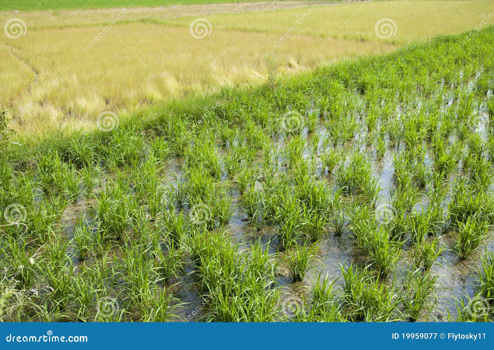 Rice and weeds stock image. Image of paddy, food, ricefield - 19959077