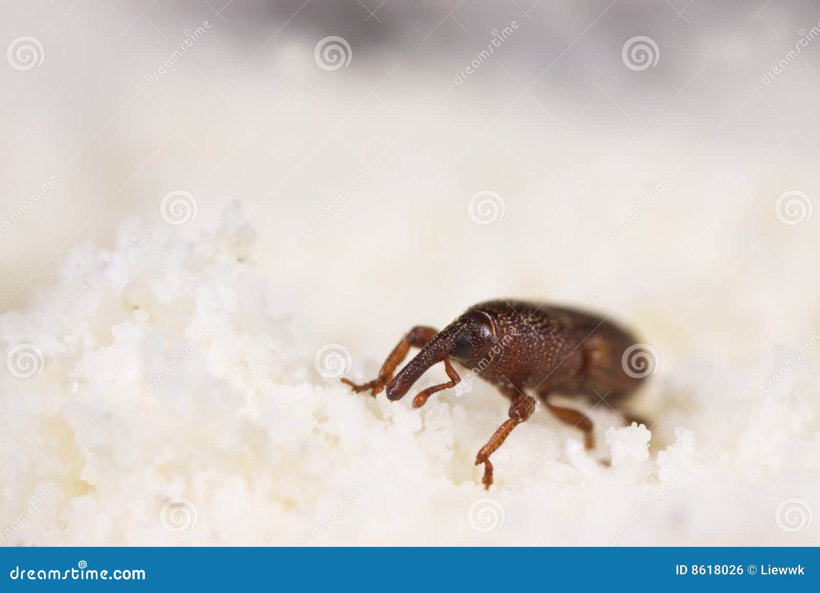 The Rice Weevil Sitophilus Oryzae A Stored Product Pest. Larva In ...