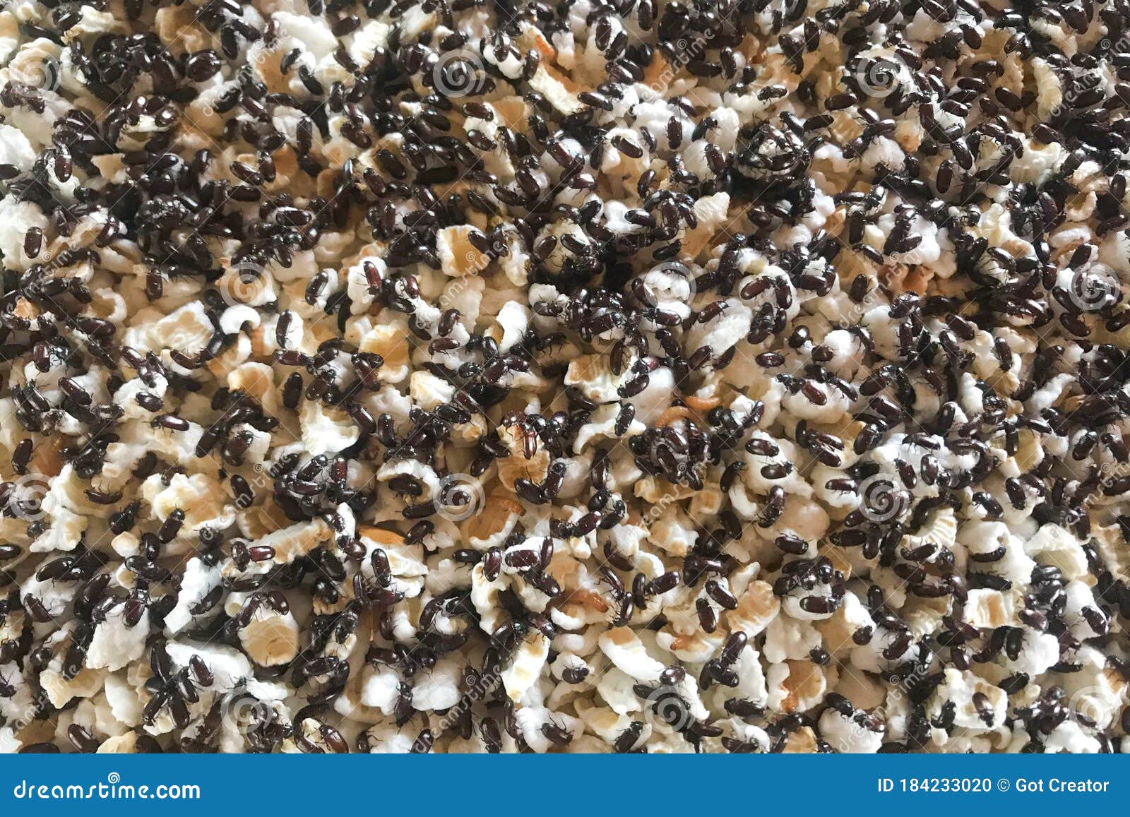 Rice Weevil on Rice, Insect is a Stored Product Pest Which Attacks ...