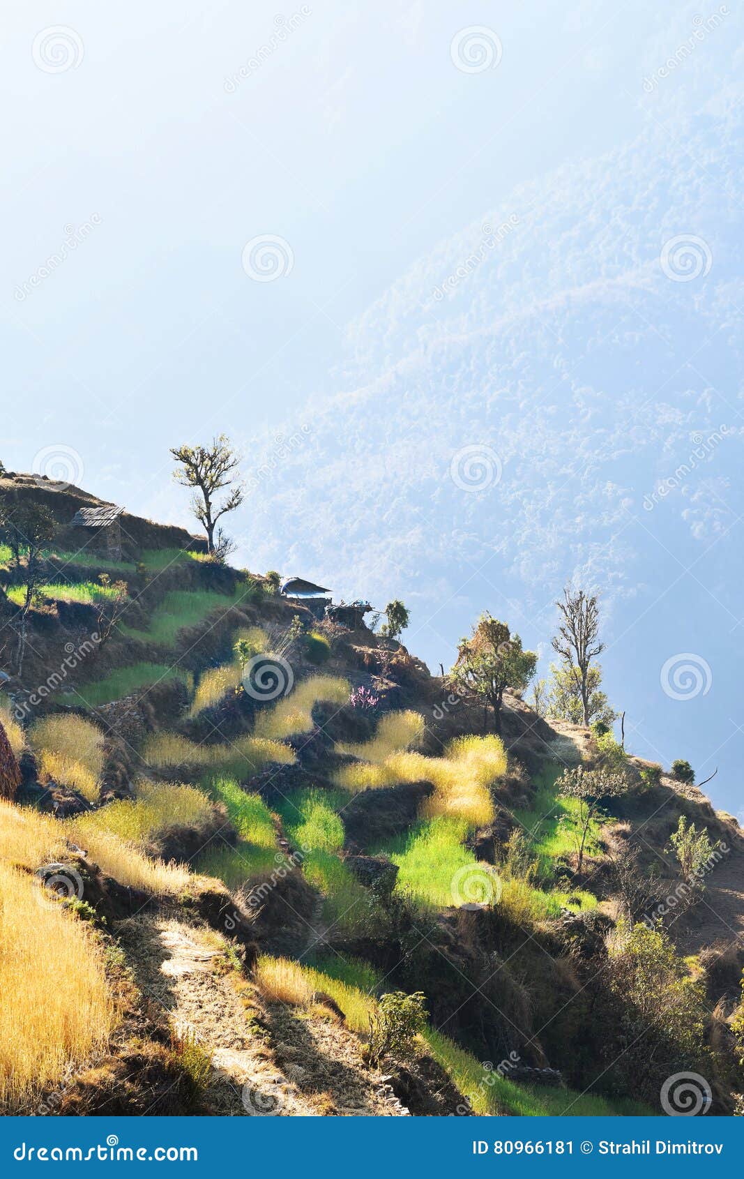 Rice and Wheat Crop Terraces Stock Image - Image of plant, crop: 80966181