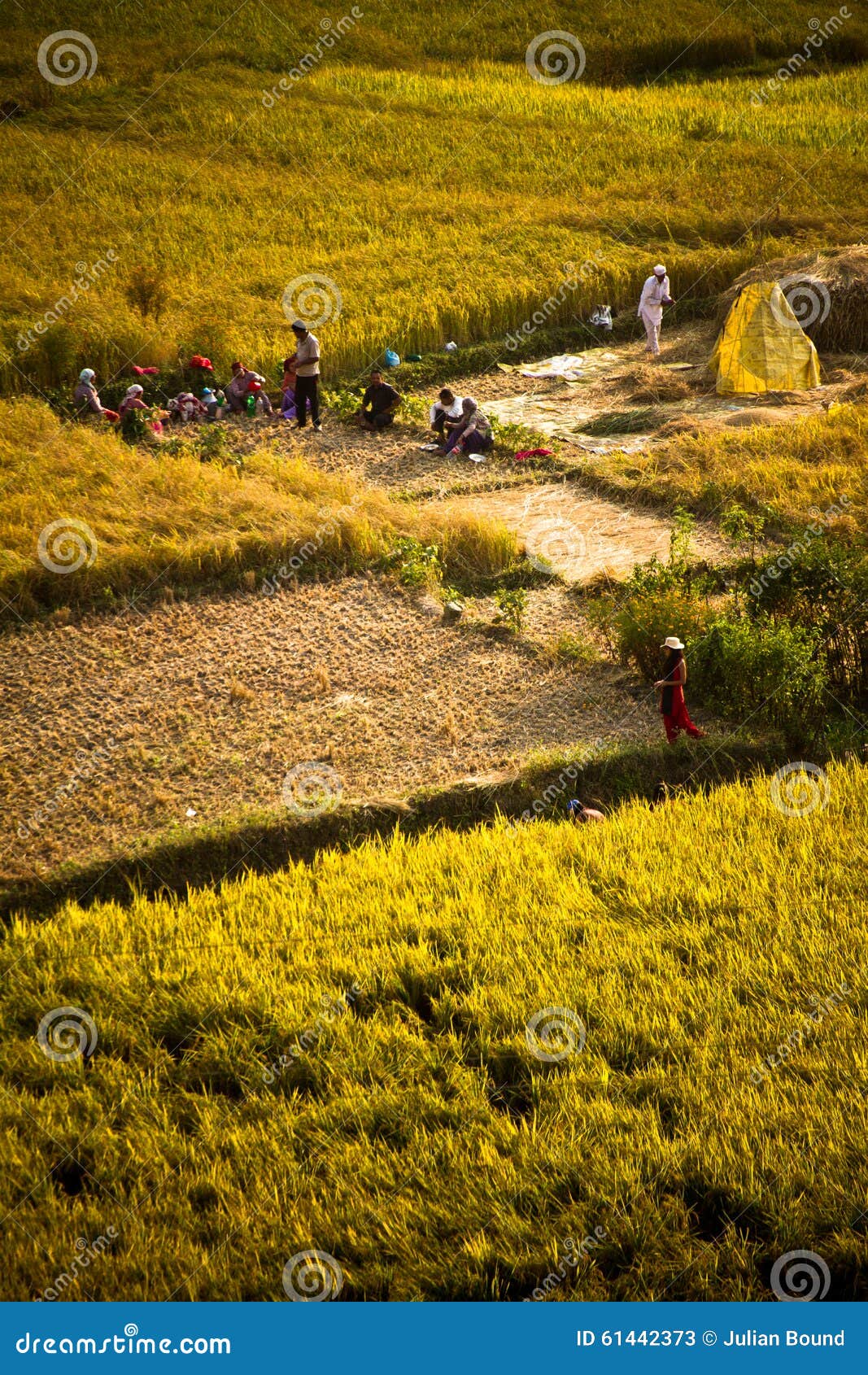 Rice and Wheat Fields, Kitipur, Nepal Editorial Stock Photo - Image of ...