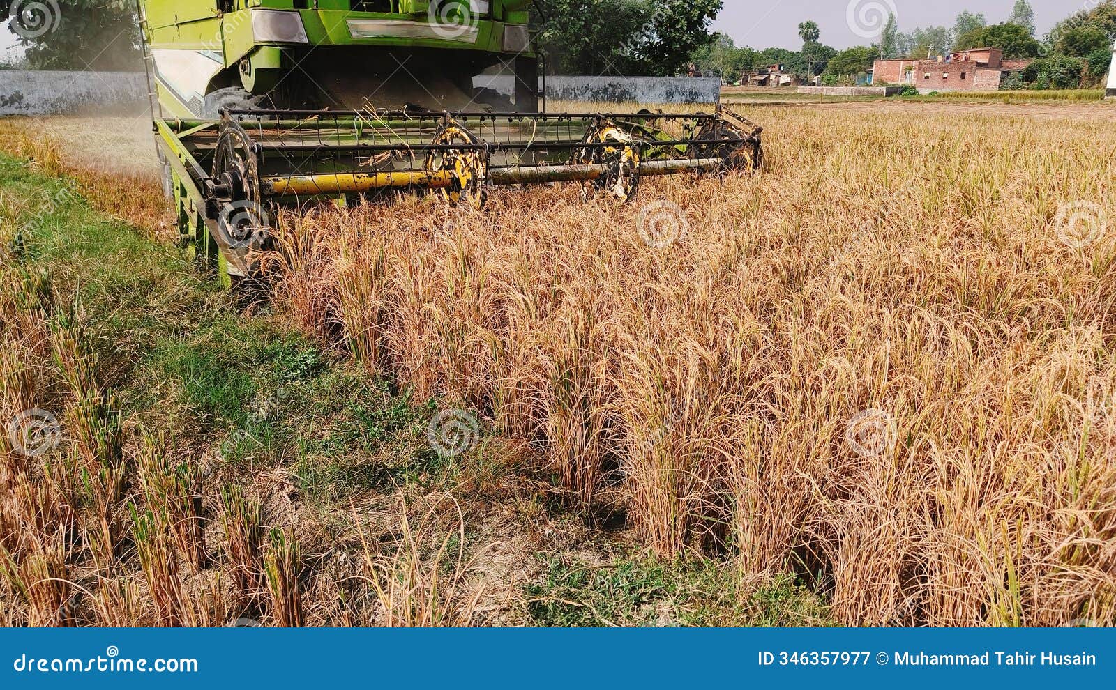 Rice Wheat Harvesting Machine Cutting Crops Stock Image - Image of ...