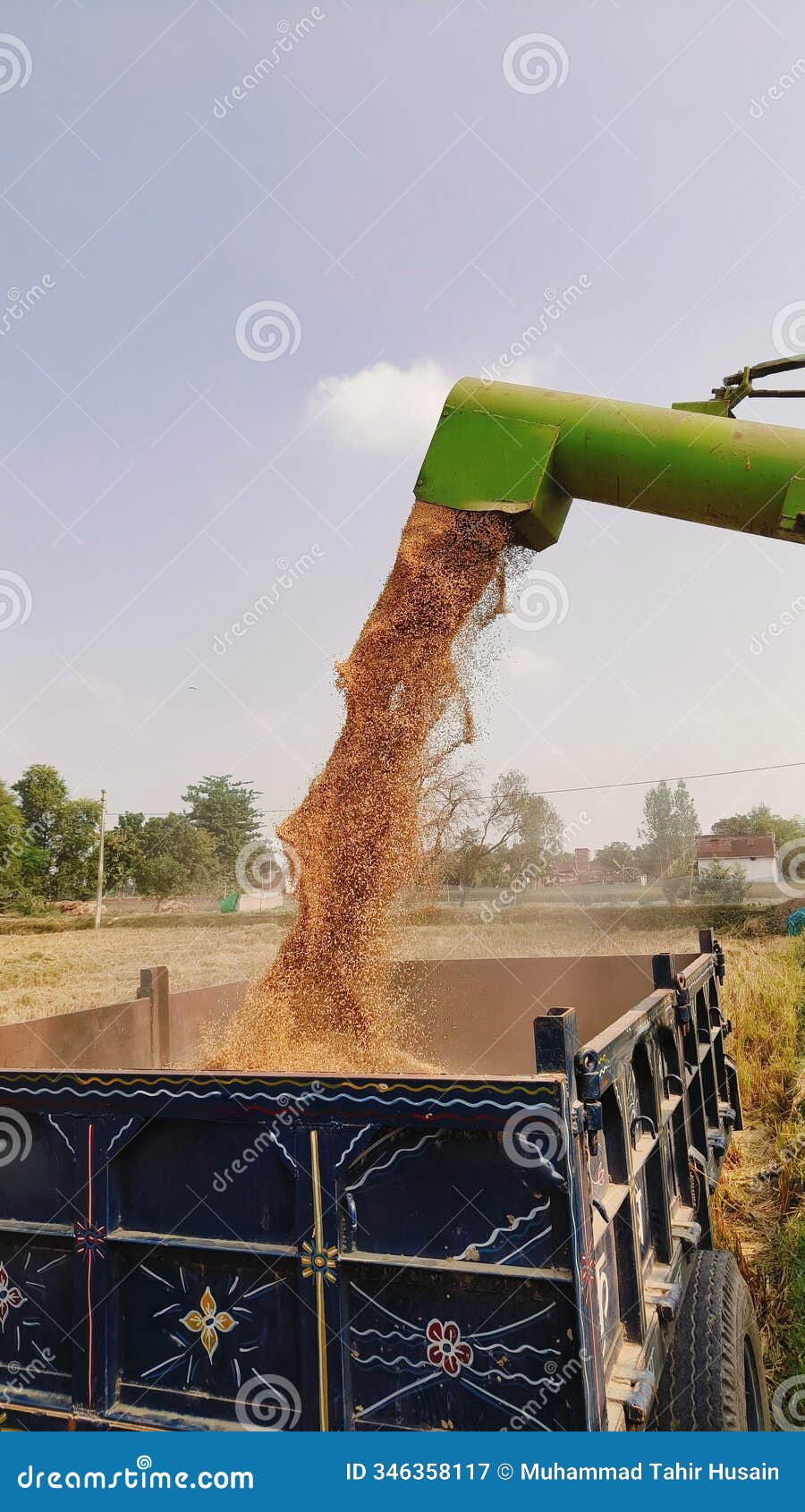 Rice Wheat Harvesting Machine Cutting Crops Stock Image - Image of ...