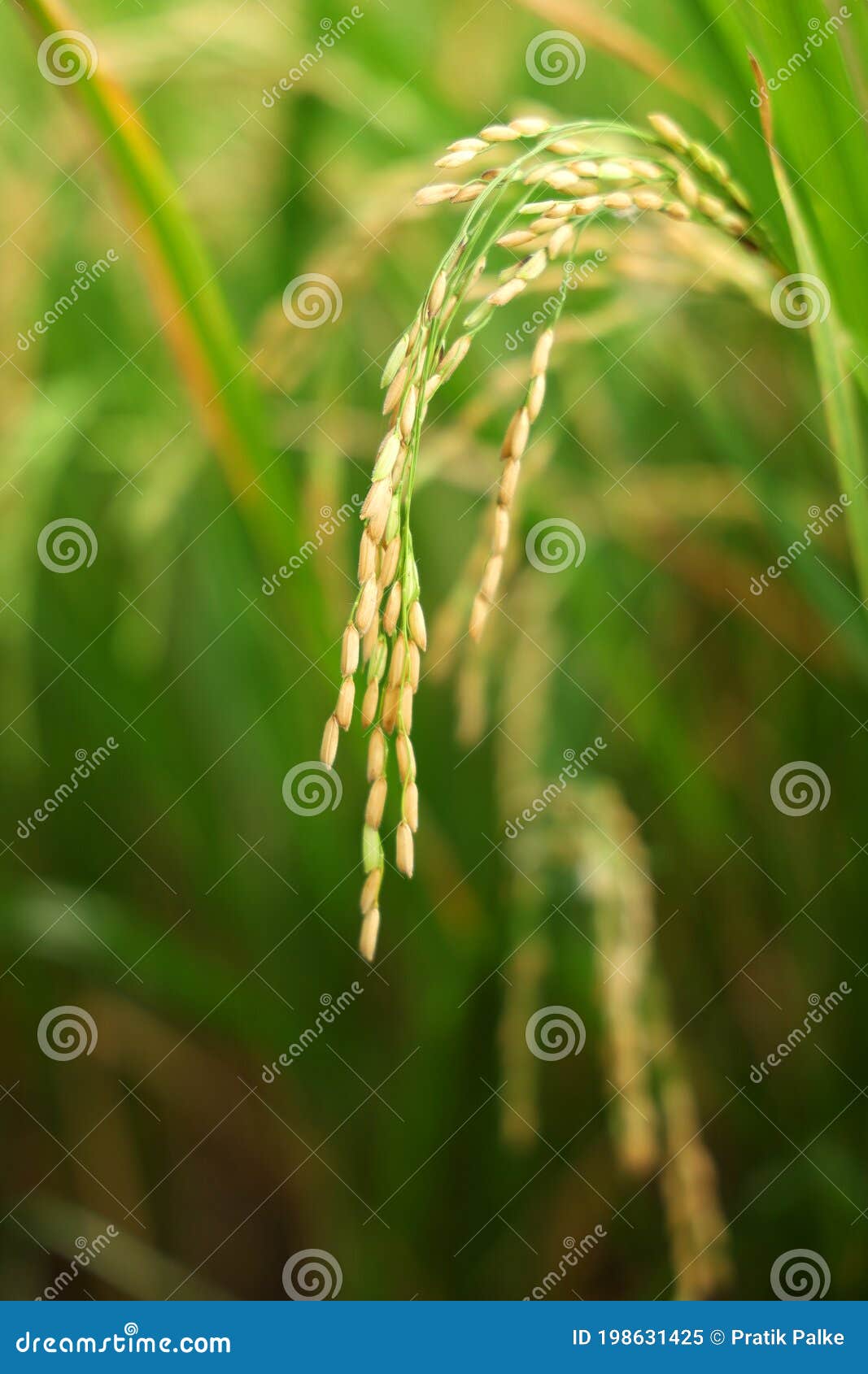 The rice whole grain stock image. Image of brown, nature - 198631425