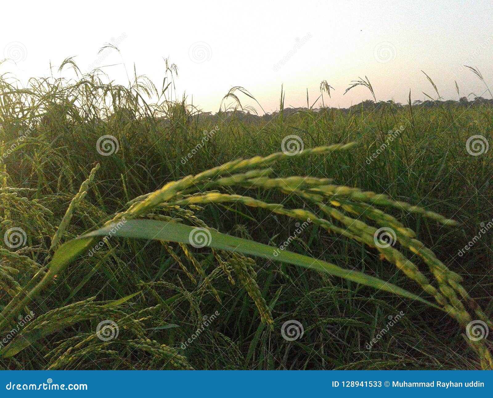 Rice stock image. Image of rice, food, nature, wonder - 128941533