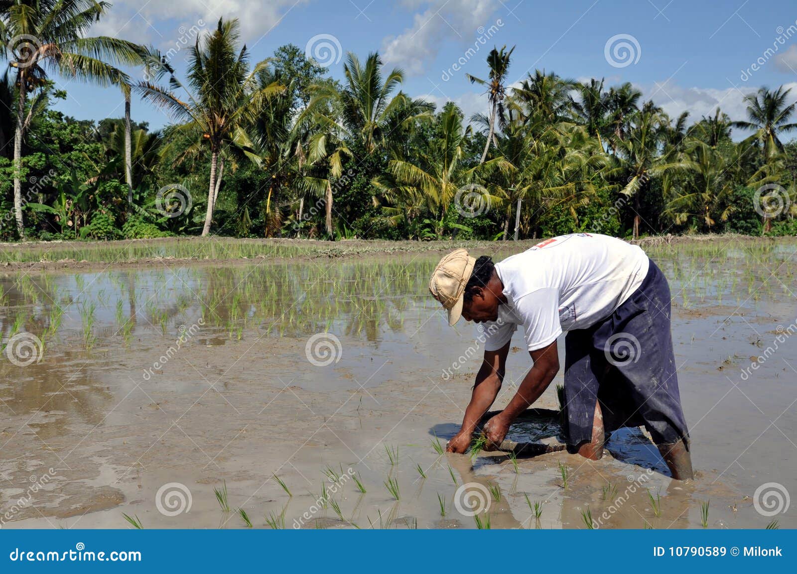 Rice worker editorial stock image. Image of people, asia - 10790589