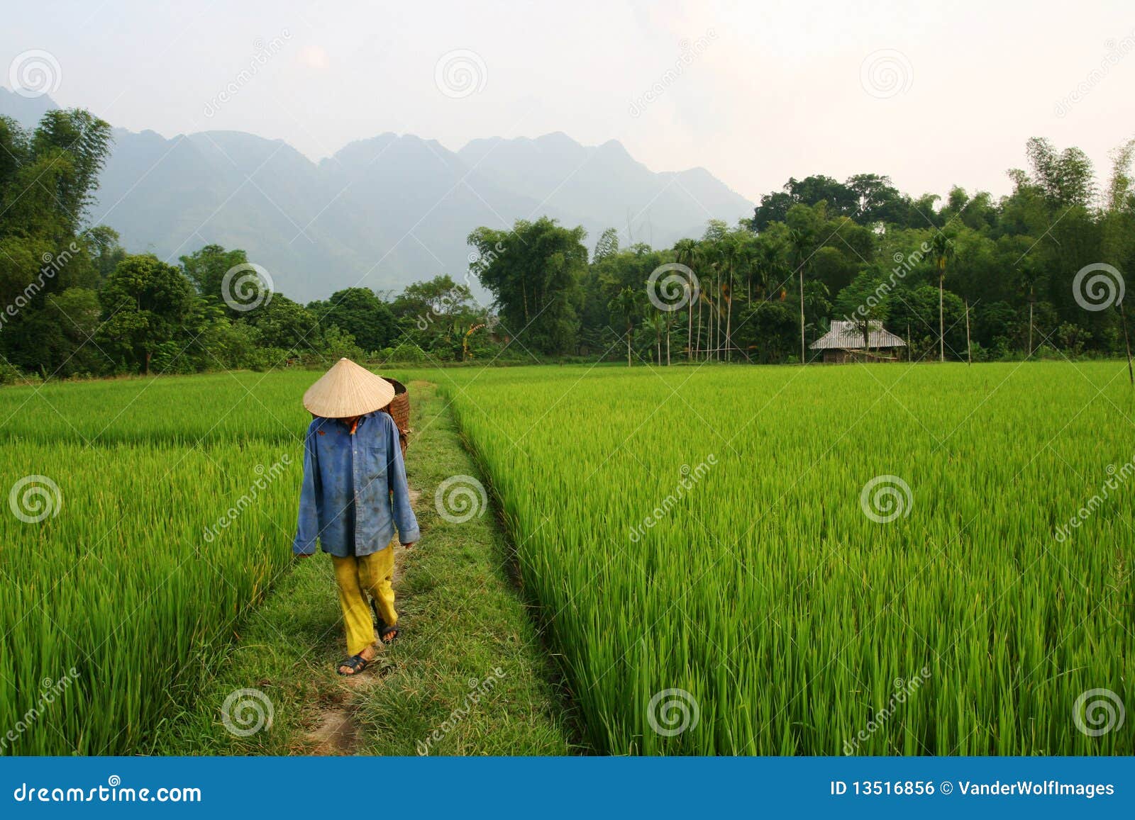 Rice worker stock photo. Image of culture, farmers, industry - 13516856