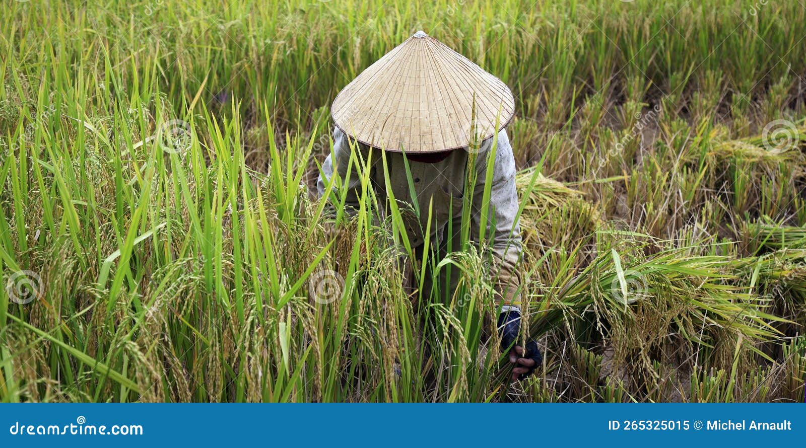 Rice Worker ,headdress of a Bamboo Hat, ,harvesting Rice Stock Image ...