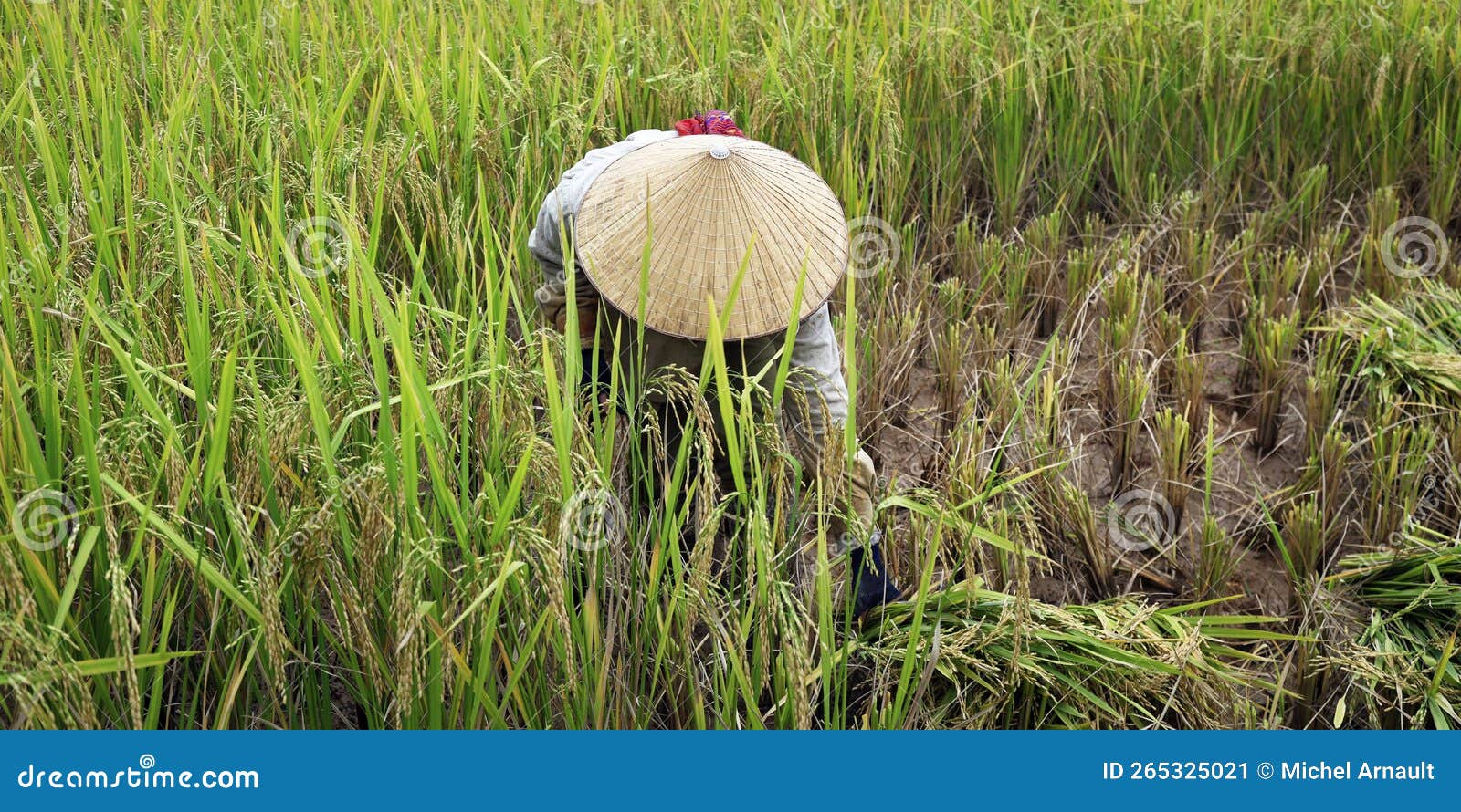 Rice Worker ,headdress of a Bamboo Hat, ,harvesting Rice Stock Image ...