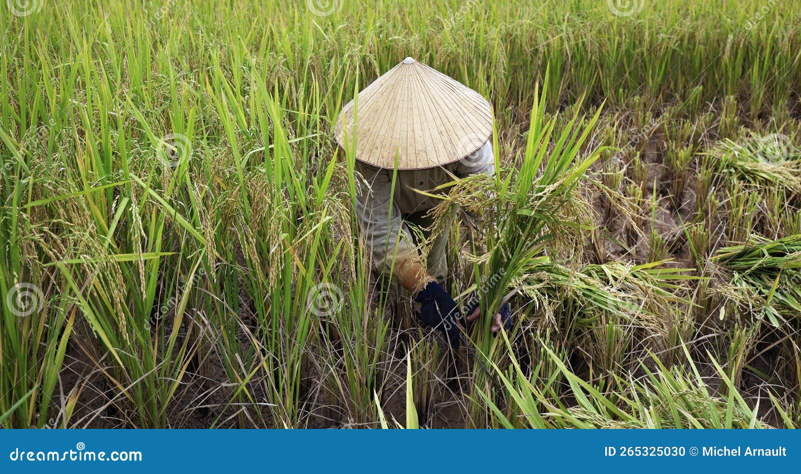 Rice Worker ,headdress of a Bamboo Hat, ,harvesting Rice Stock Photo ...