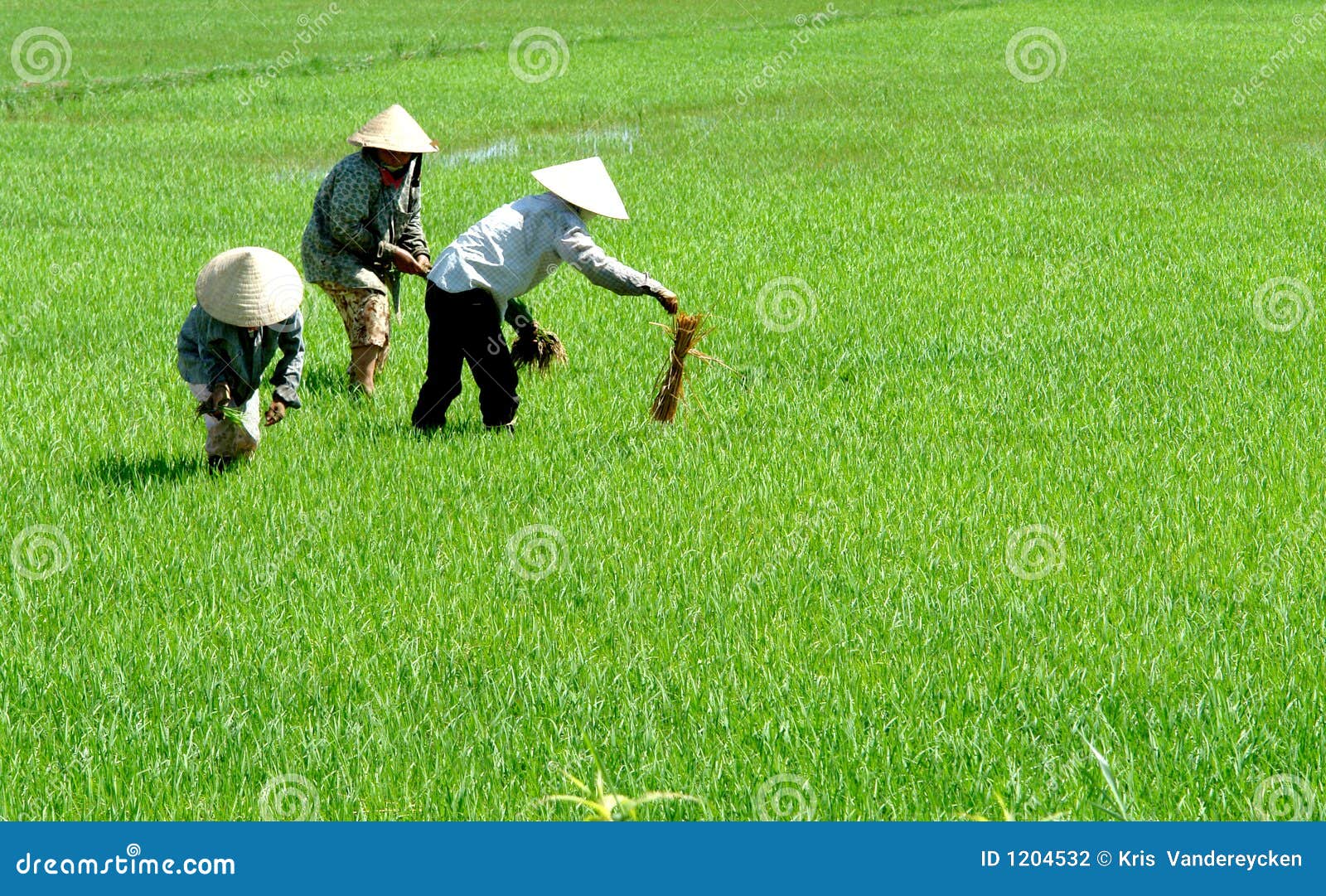 Rice workers stock photo. Image of vietnam, rice, field - 1204532