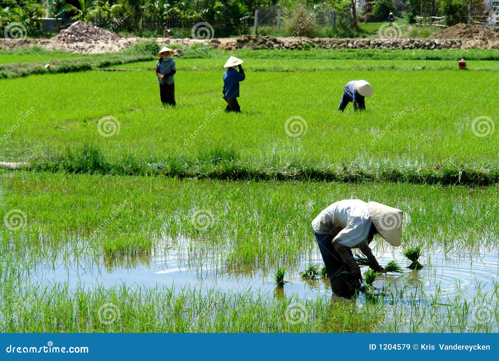Rice workers stock image. Image of conical, travel, harvest - 1204579
