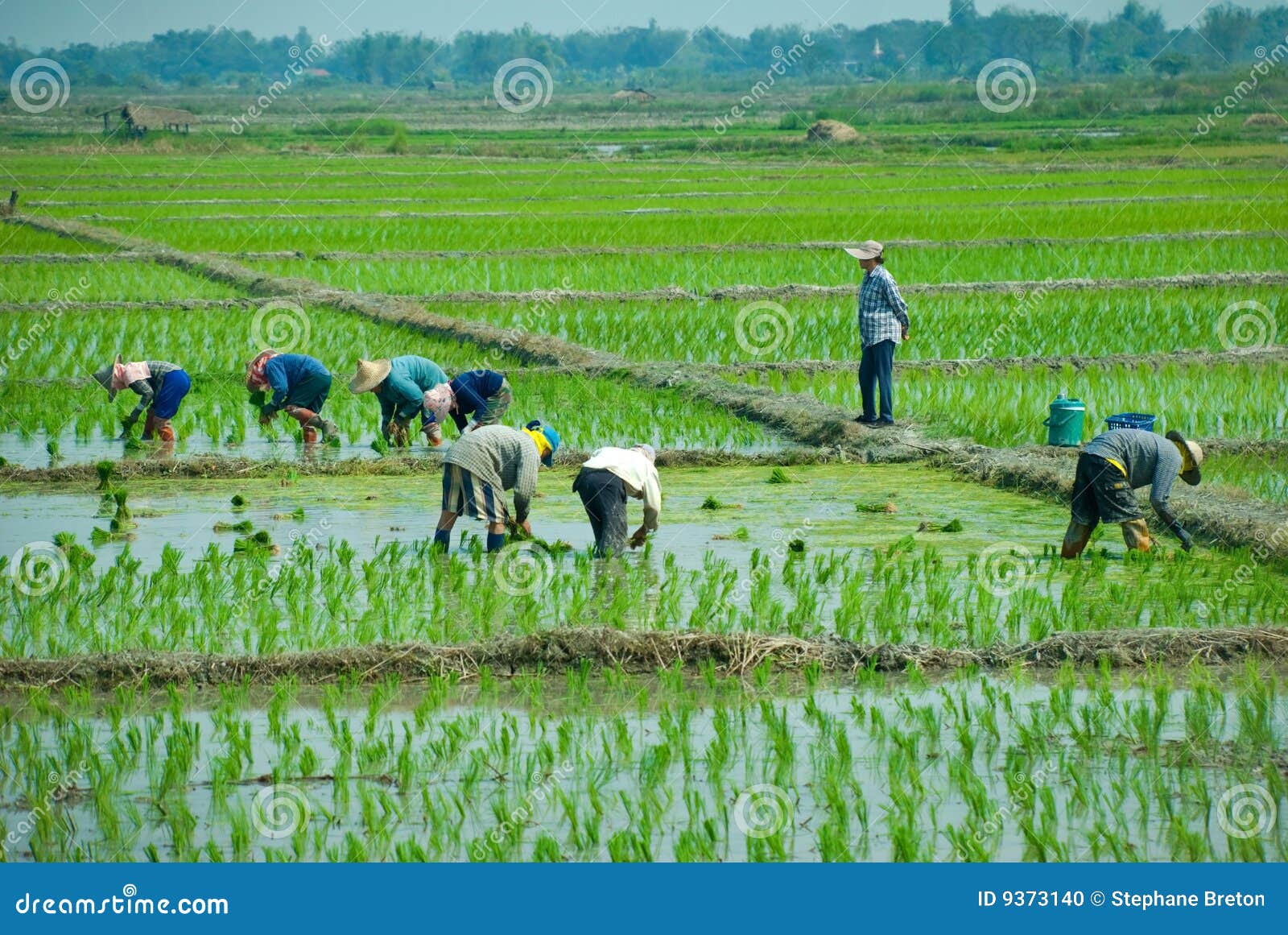 Rice workers editorial image. Image of business, vegetation - 9373140