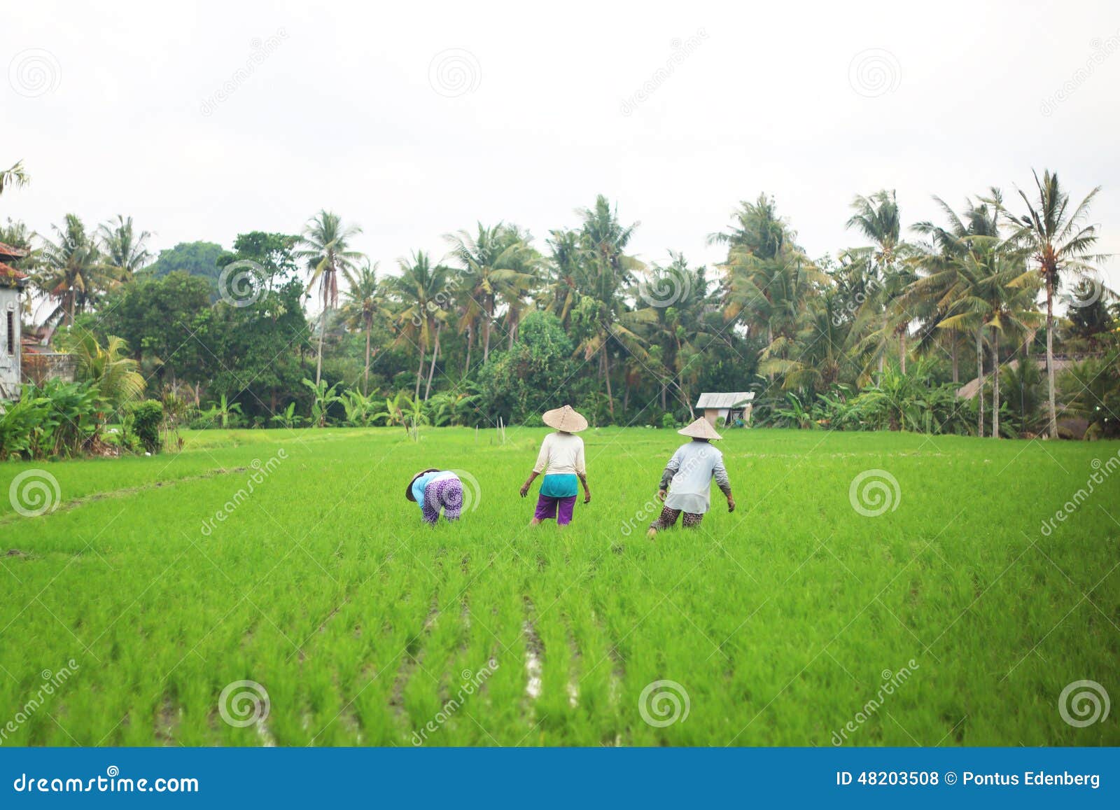 Rice workers in plantation editorial stock photo. Image of farm - 48203508