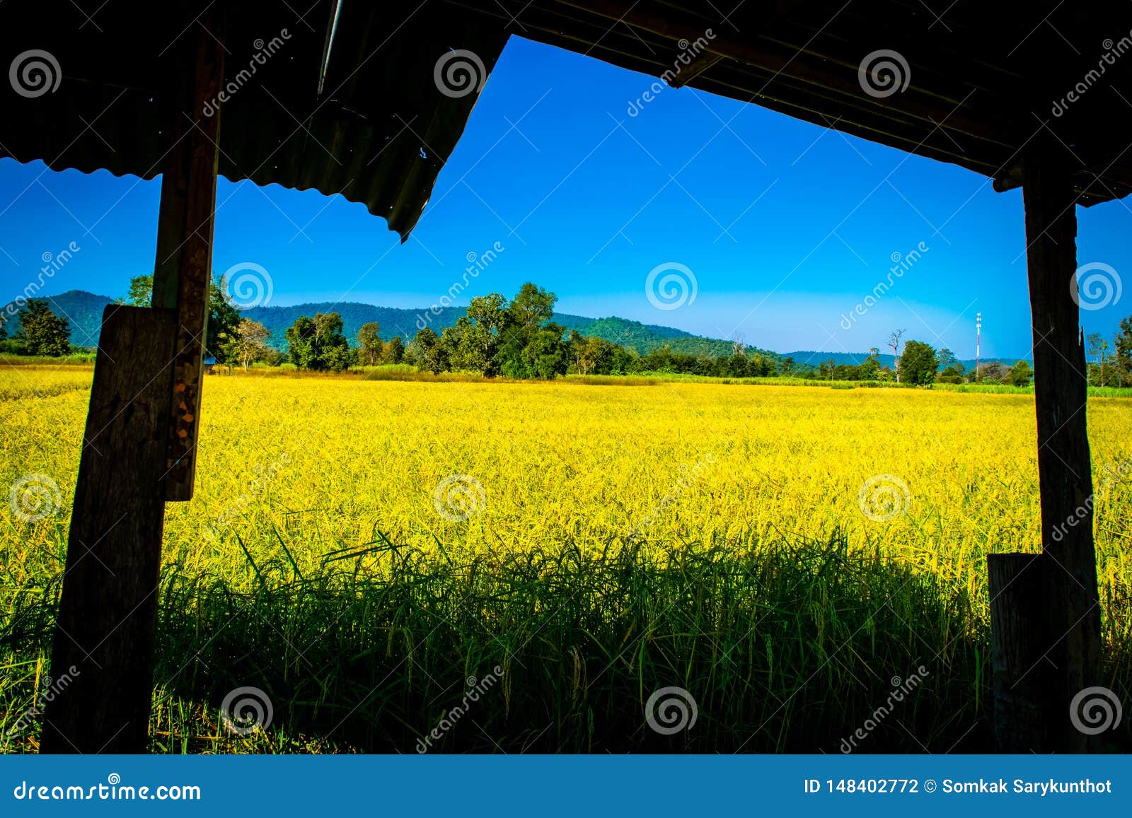Rice Yellow Gold in Thailand Stock Photo - Image of country, asia ...