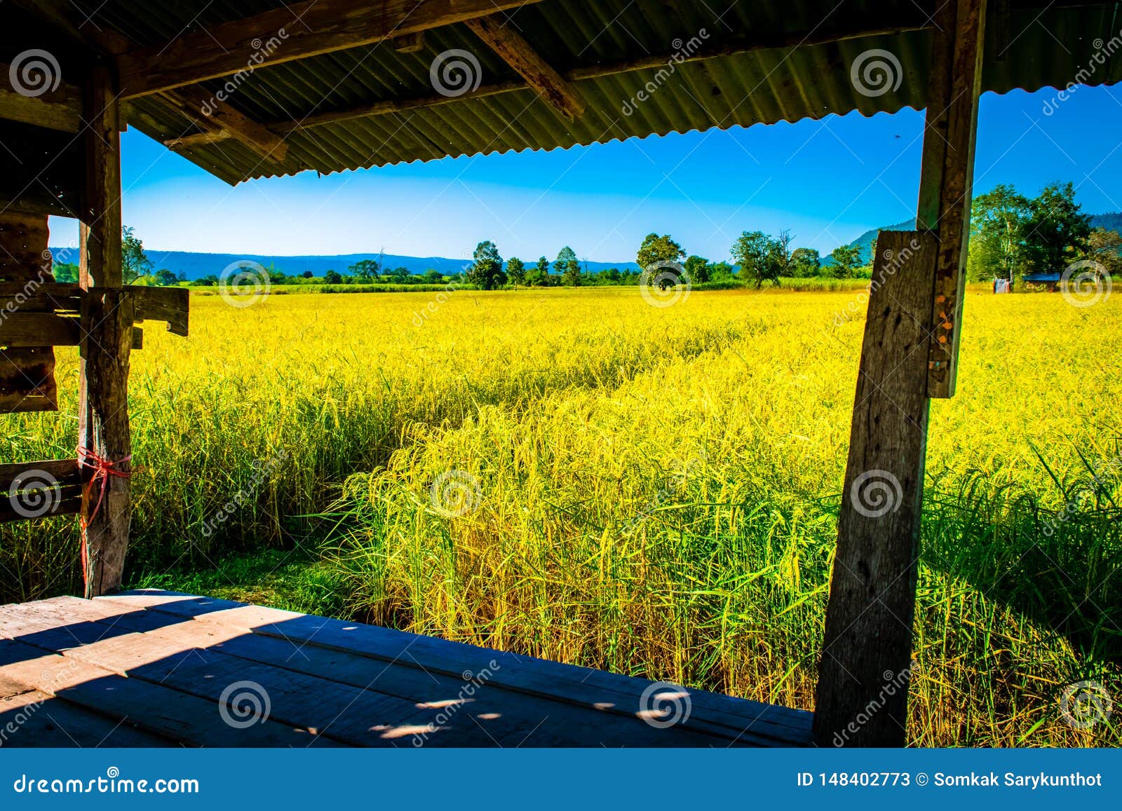 Rice Yellow Gold in Thailand Stock Image - Image of field, fields ...
