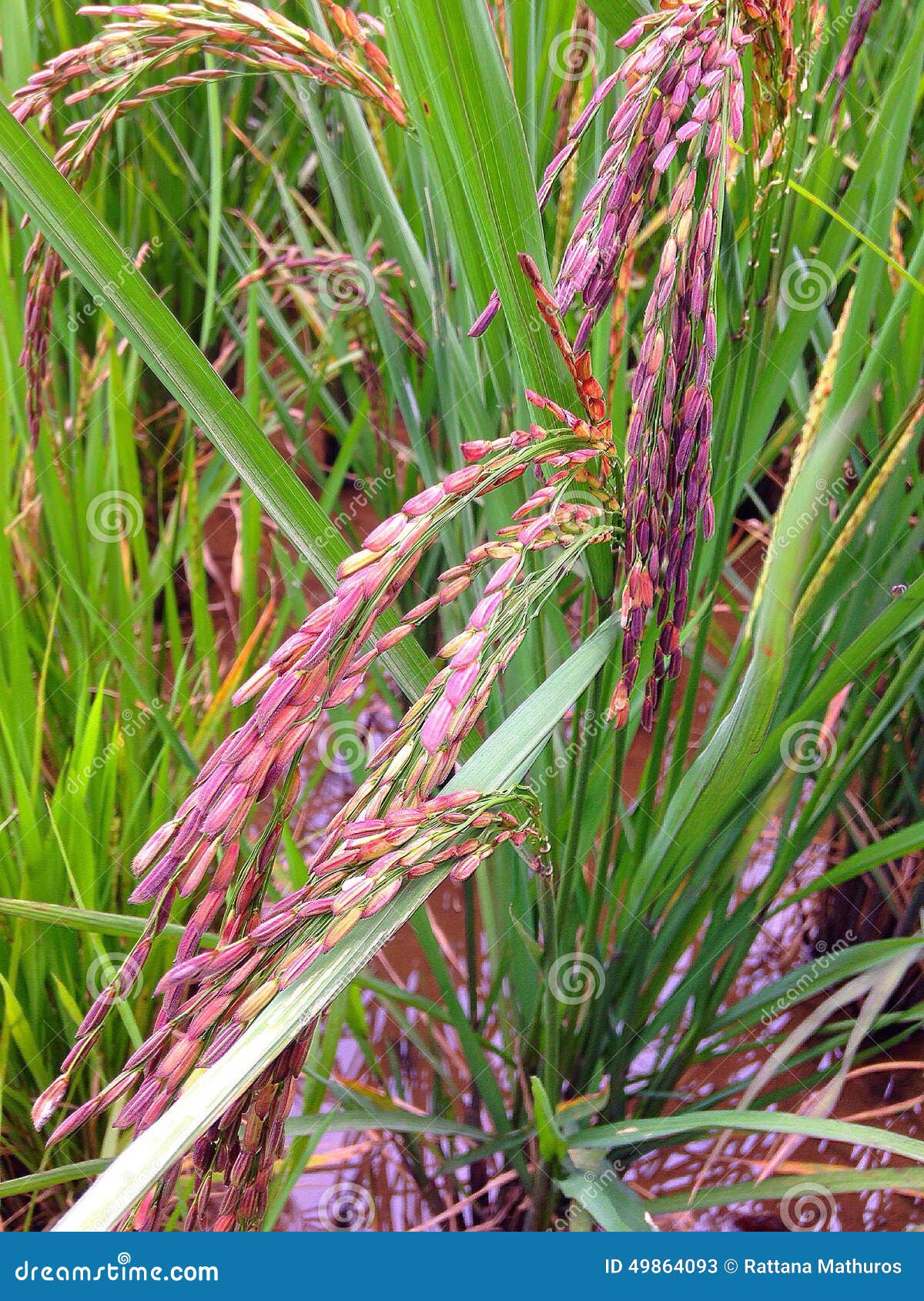 Riceberry stock image. Image of healthy, food, organic - 49864093