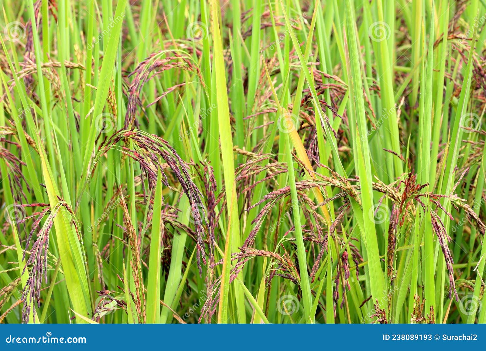 Riceberry Rice in the Rice Field Background Stock Image - Image of ...