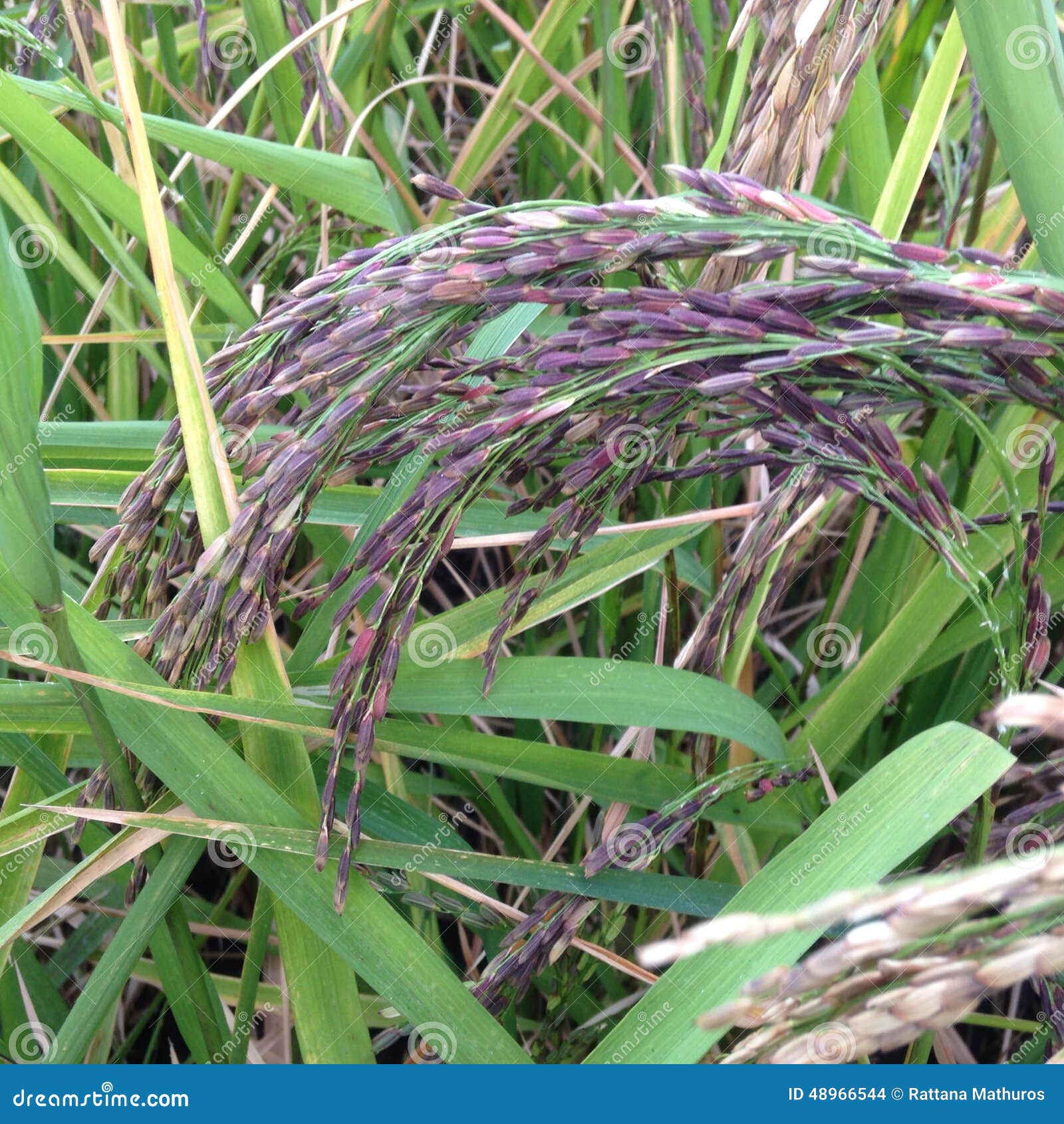 Riceberry rice stock photo. Image of eating, food, fram - 48966544